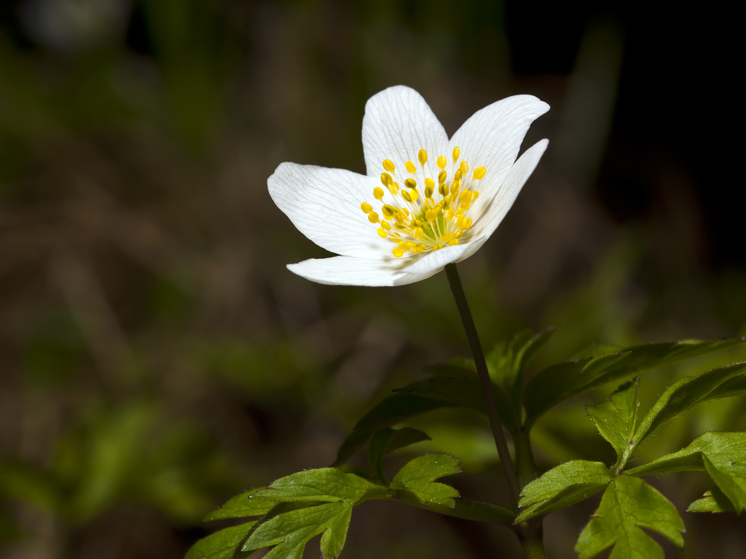 The Nature Of Flower Leaf free image download