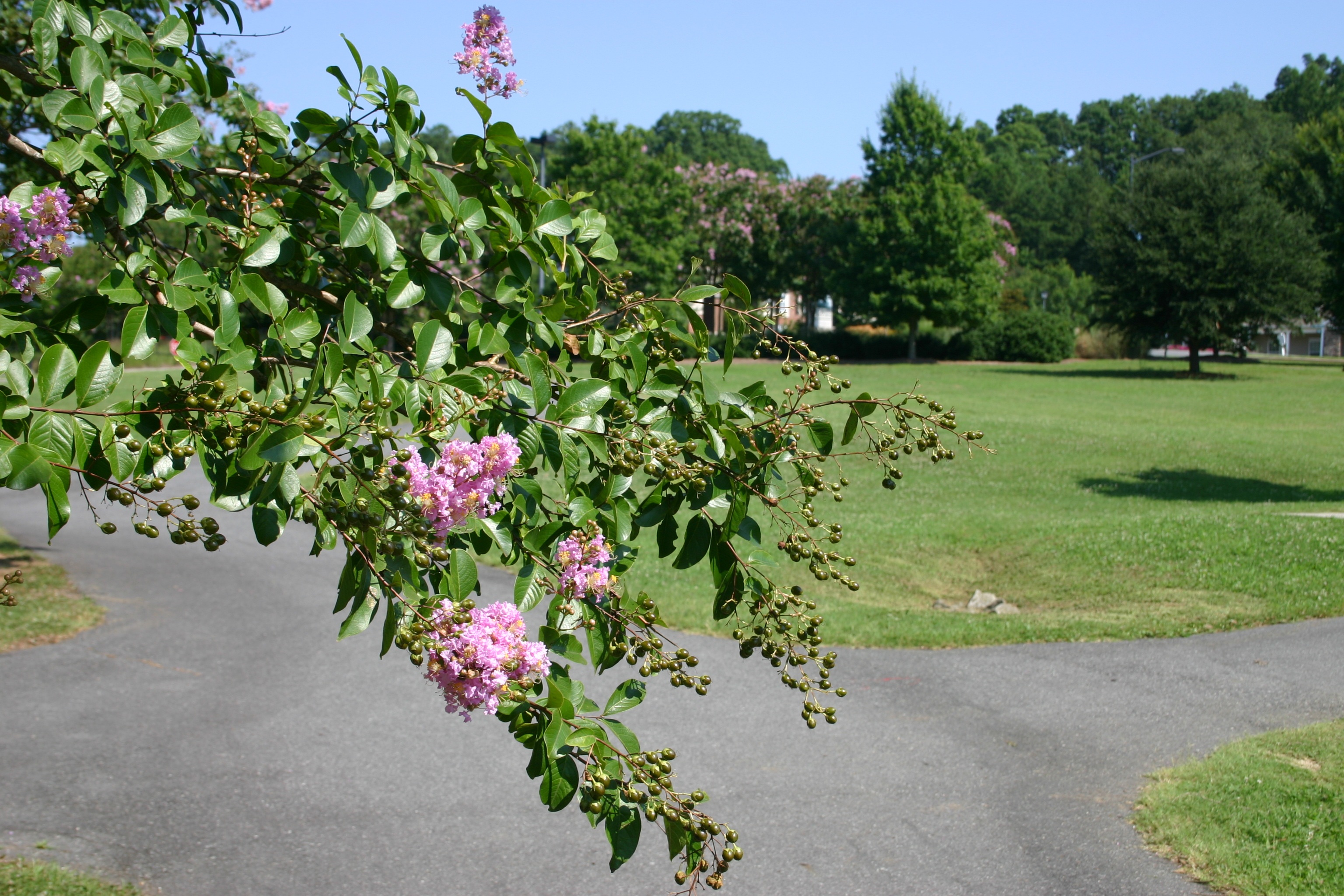 Flower Path Crepe Myrtle free image download