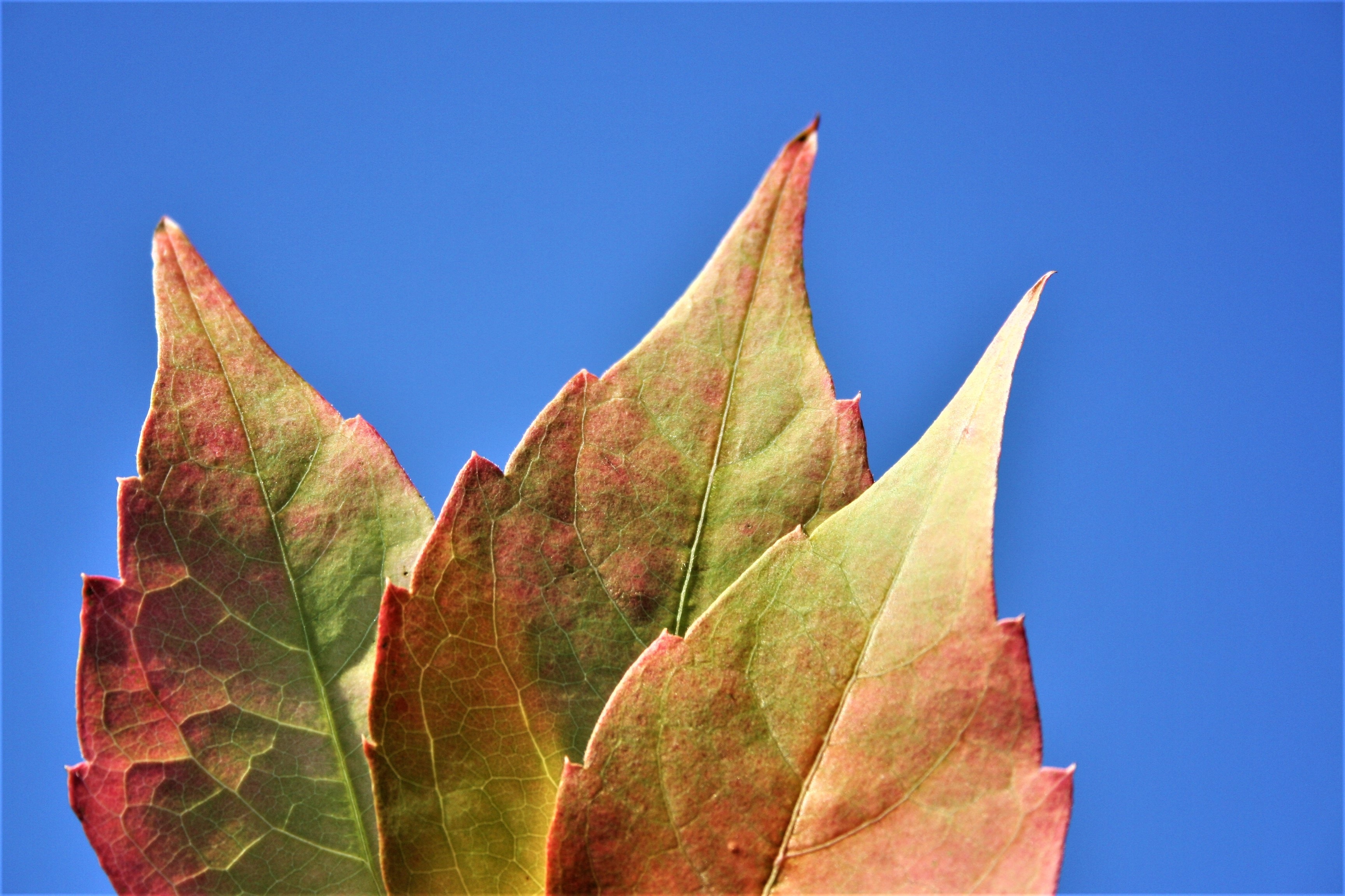 Leaf Nature Flora free image download