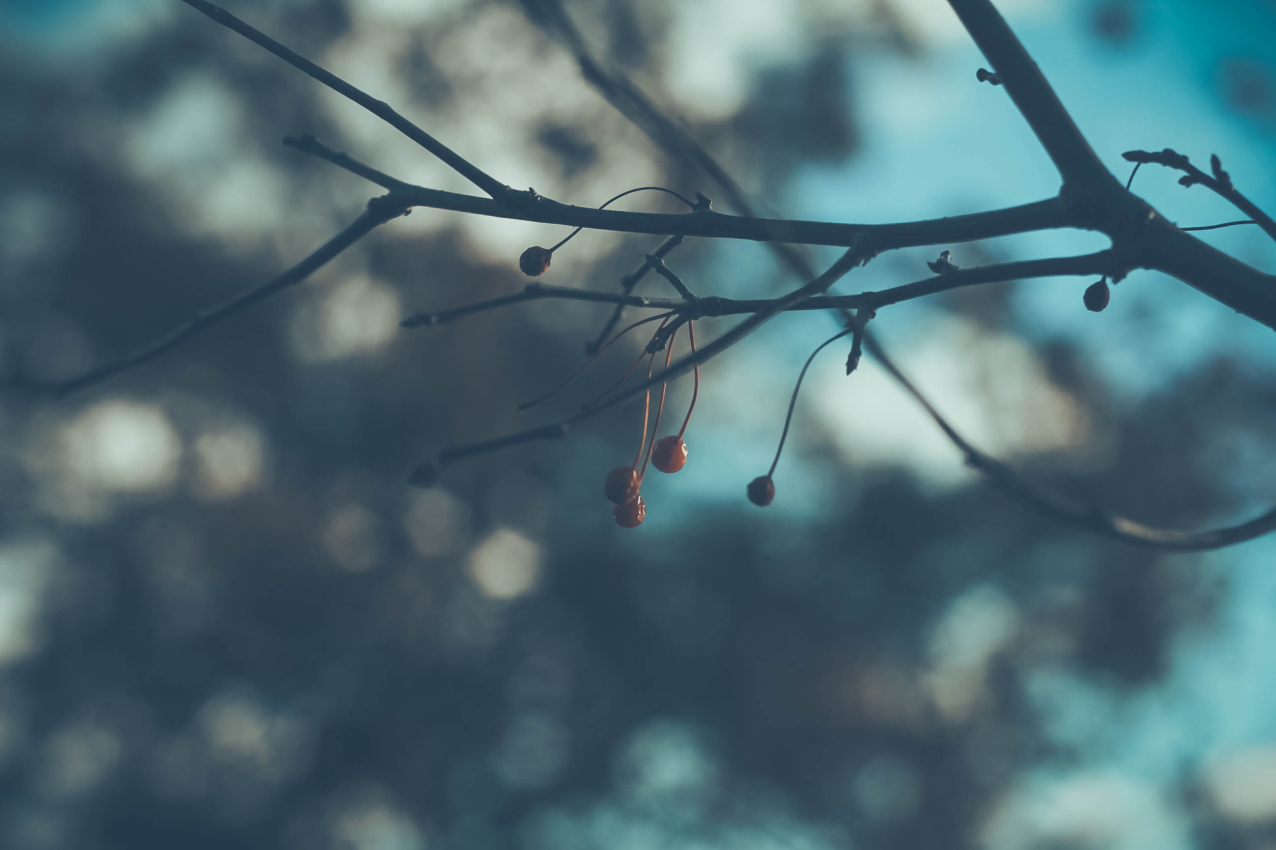Nature Winter Outdoors free image download