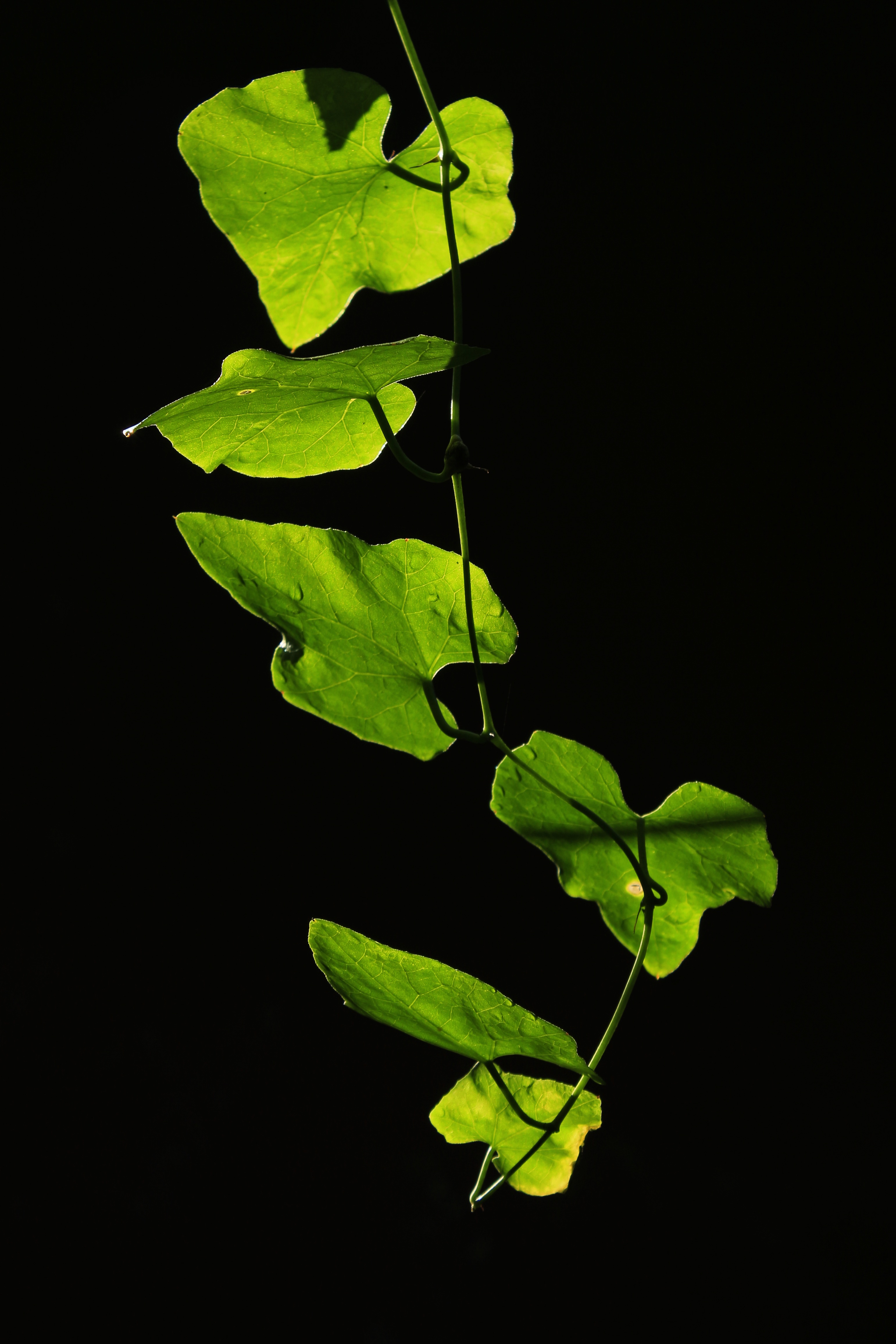 Leaves Backlight Leaf free image download