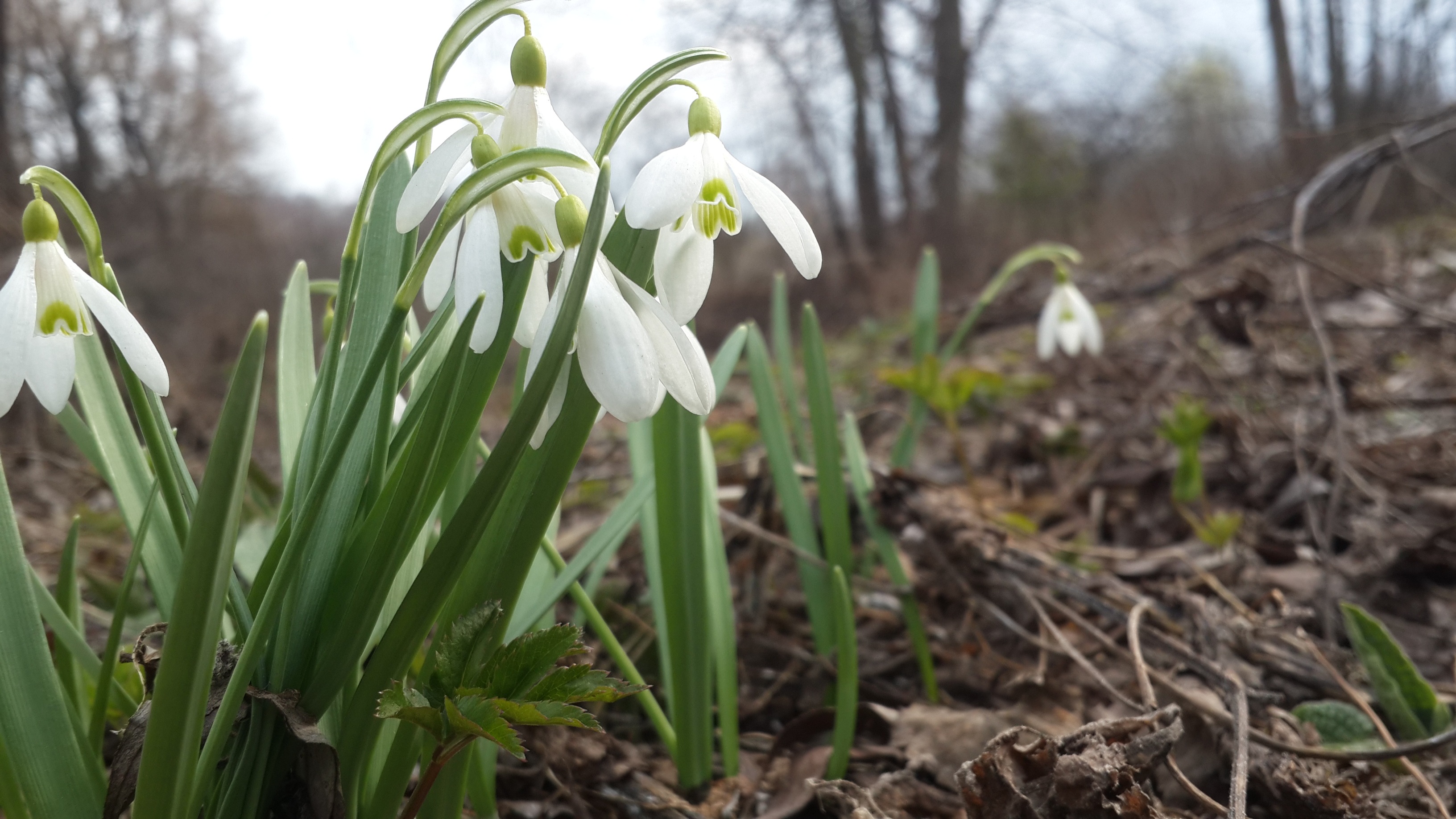 Snowdrop Spring Nature free image download
