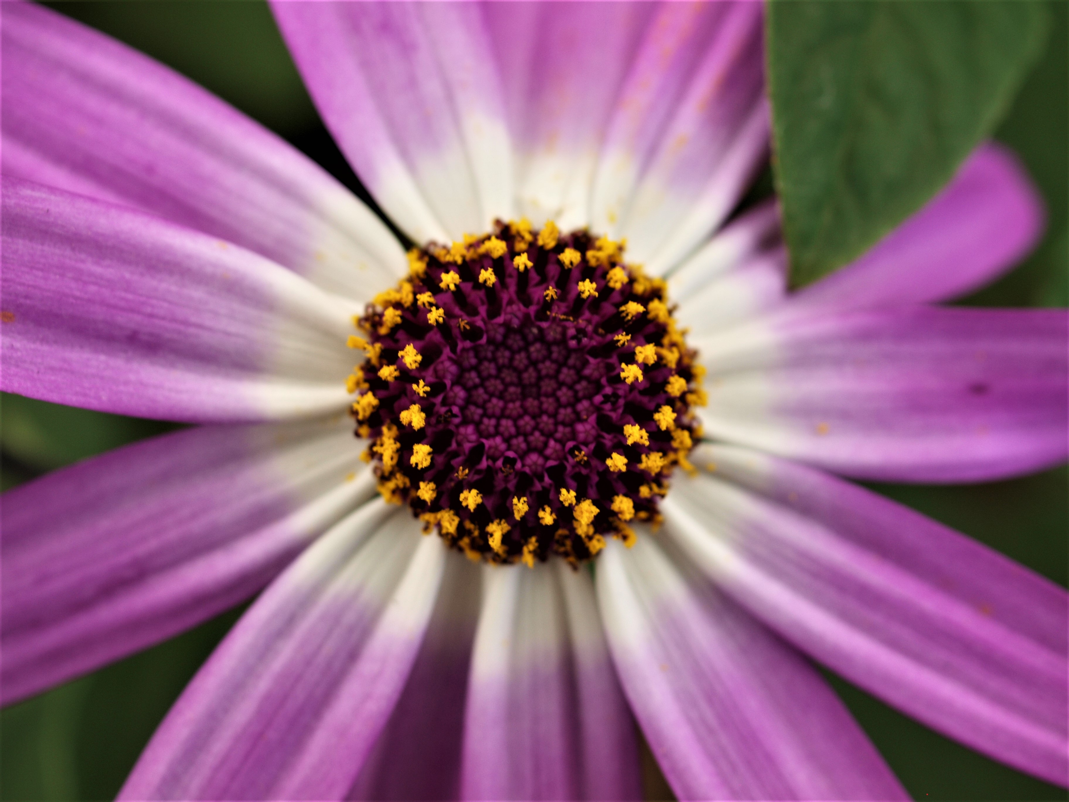 Nature Flora Flower free image download