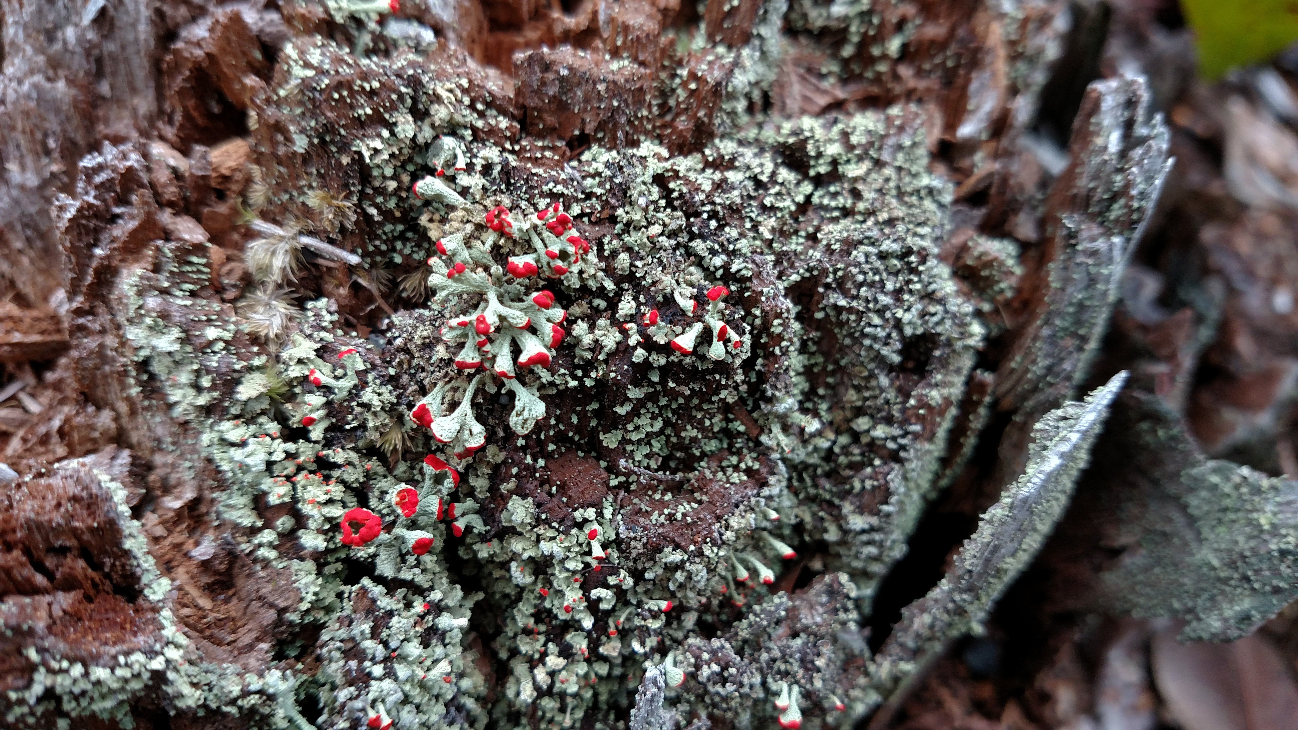 Nature Winter Lichen free image download