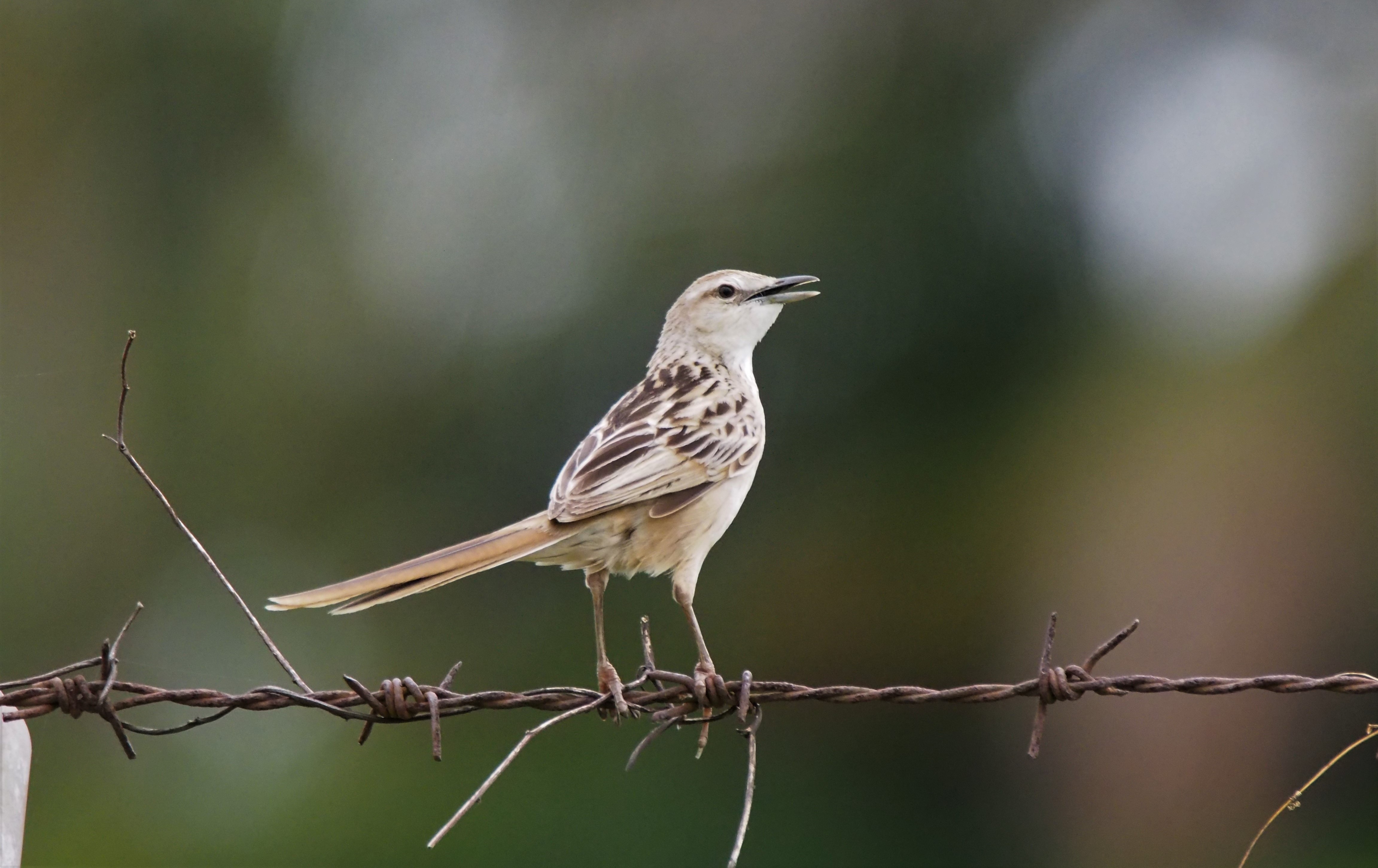 Striated Grass Bird Nature free image download