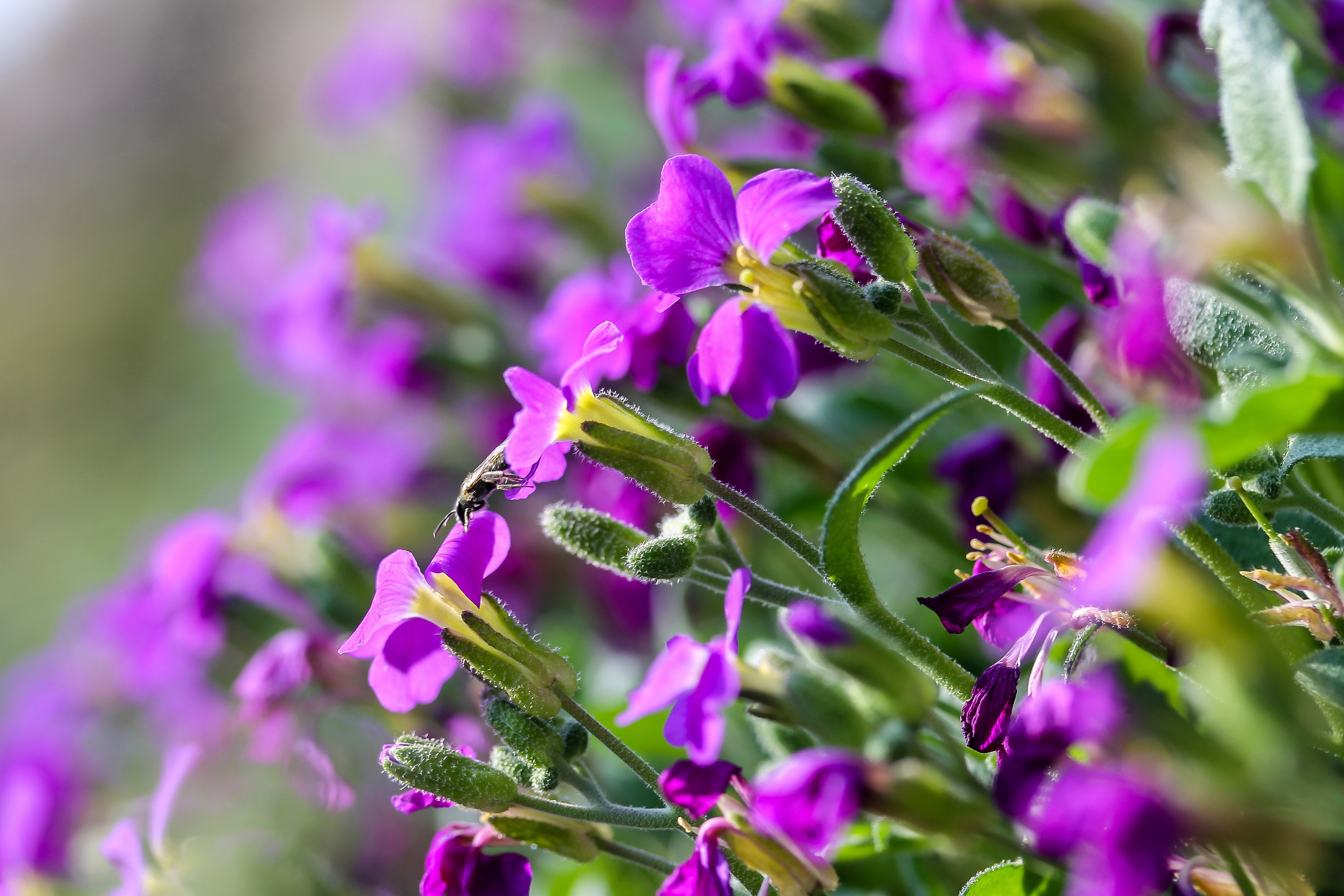 Pázsitviola Flower Nature free image download