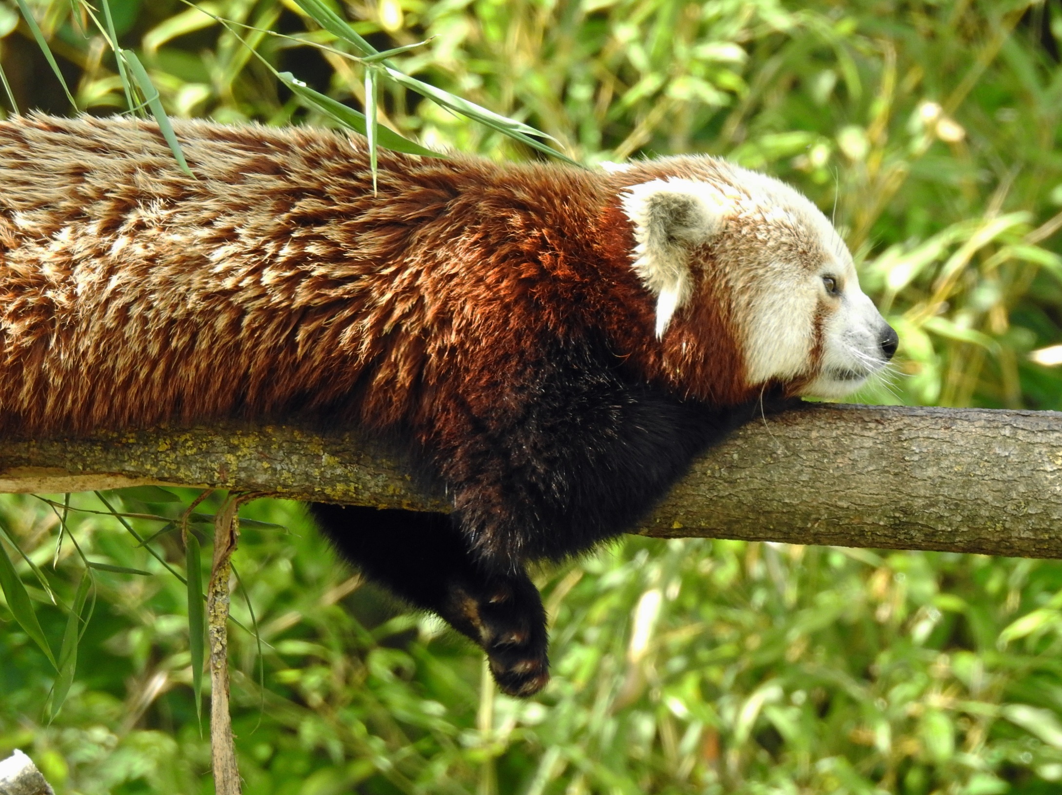 Fauna Nature Mammal free image download