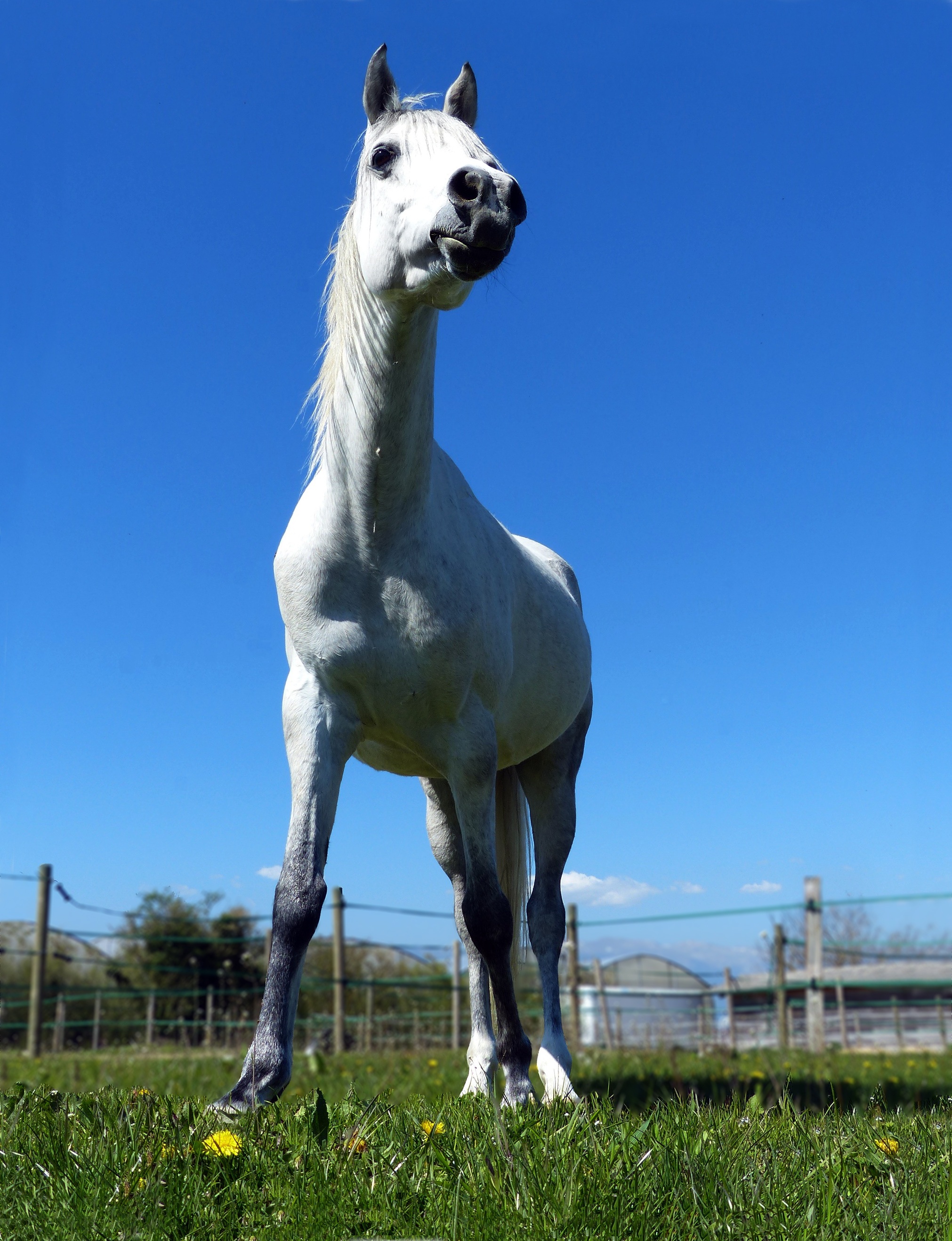 Thoroughbred Arabic White Head free image download