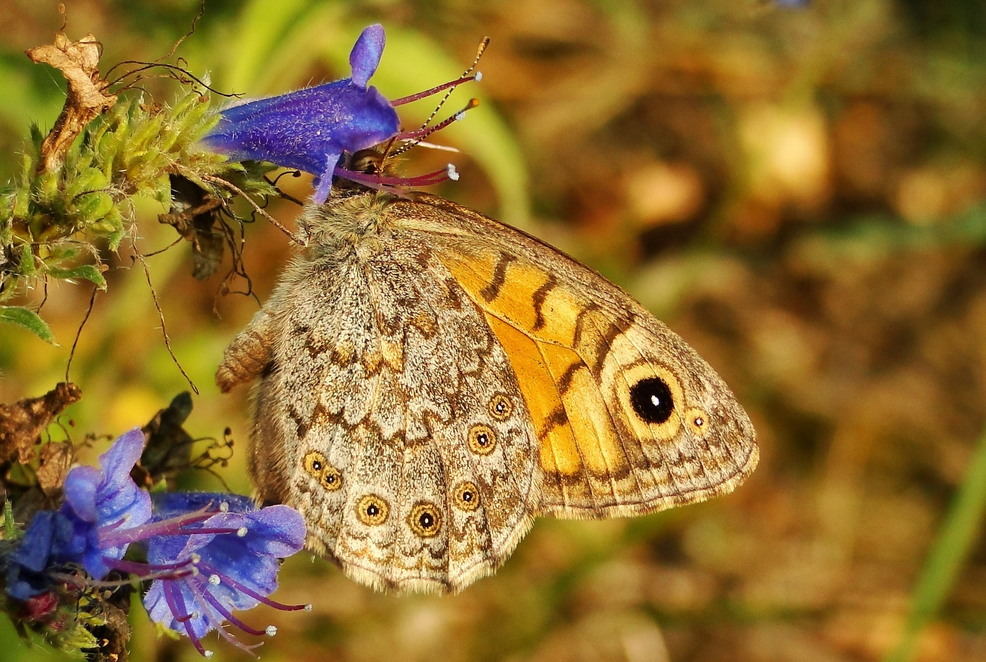 Nature Insect Butterfly Day free image download