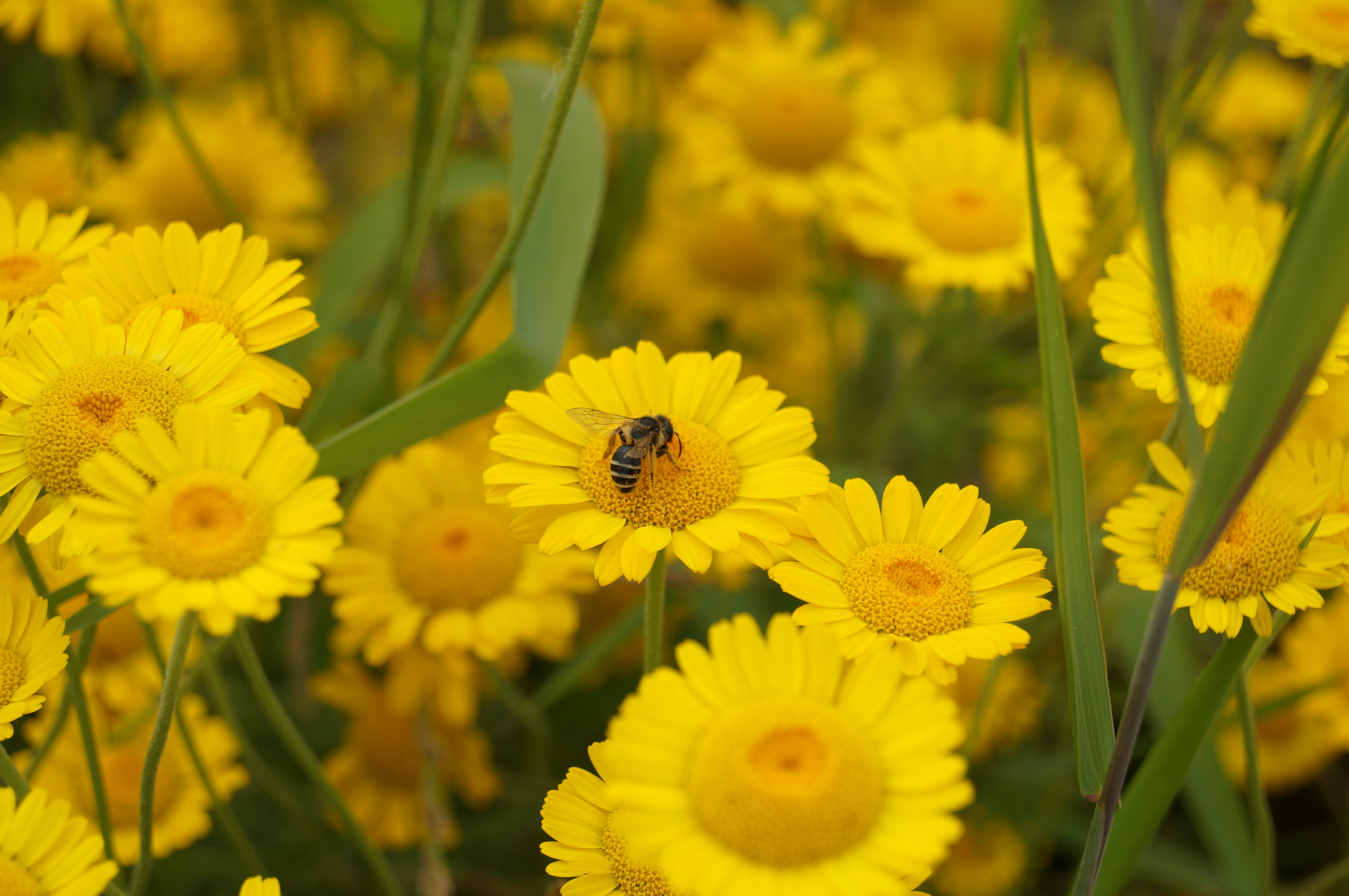 Flower Bee Yellow free image download