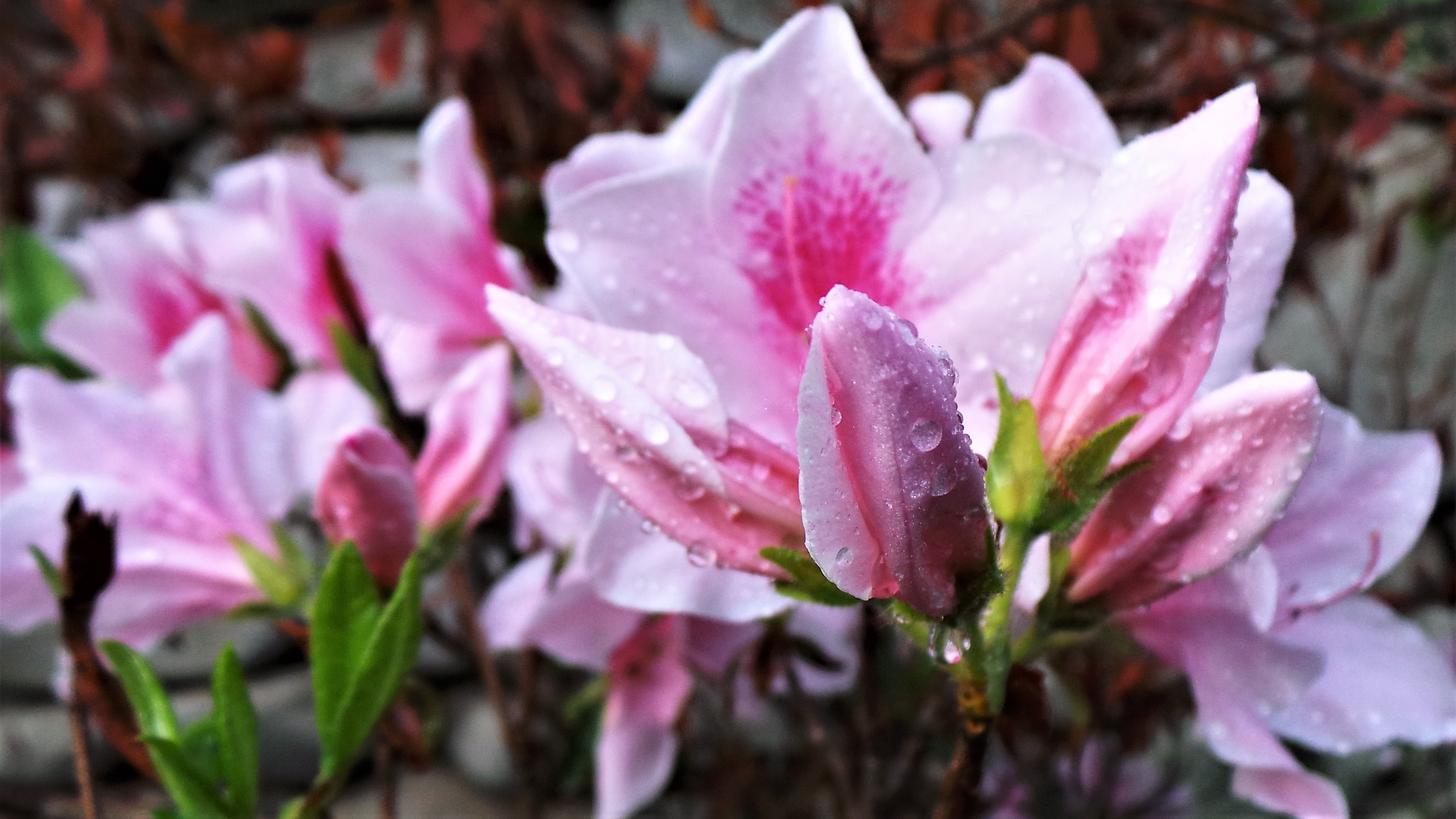 Nature Flowers Azaleas free image download