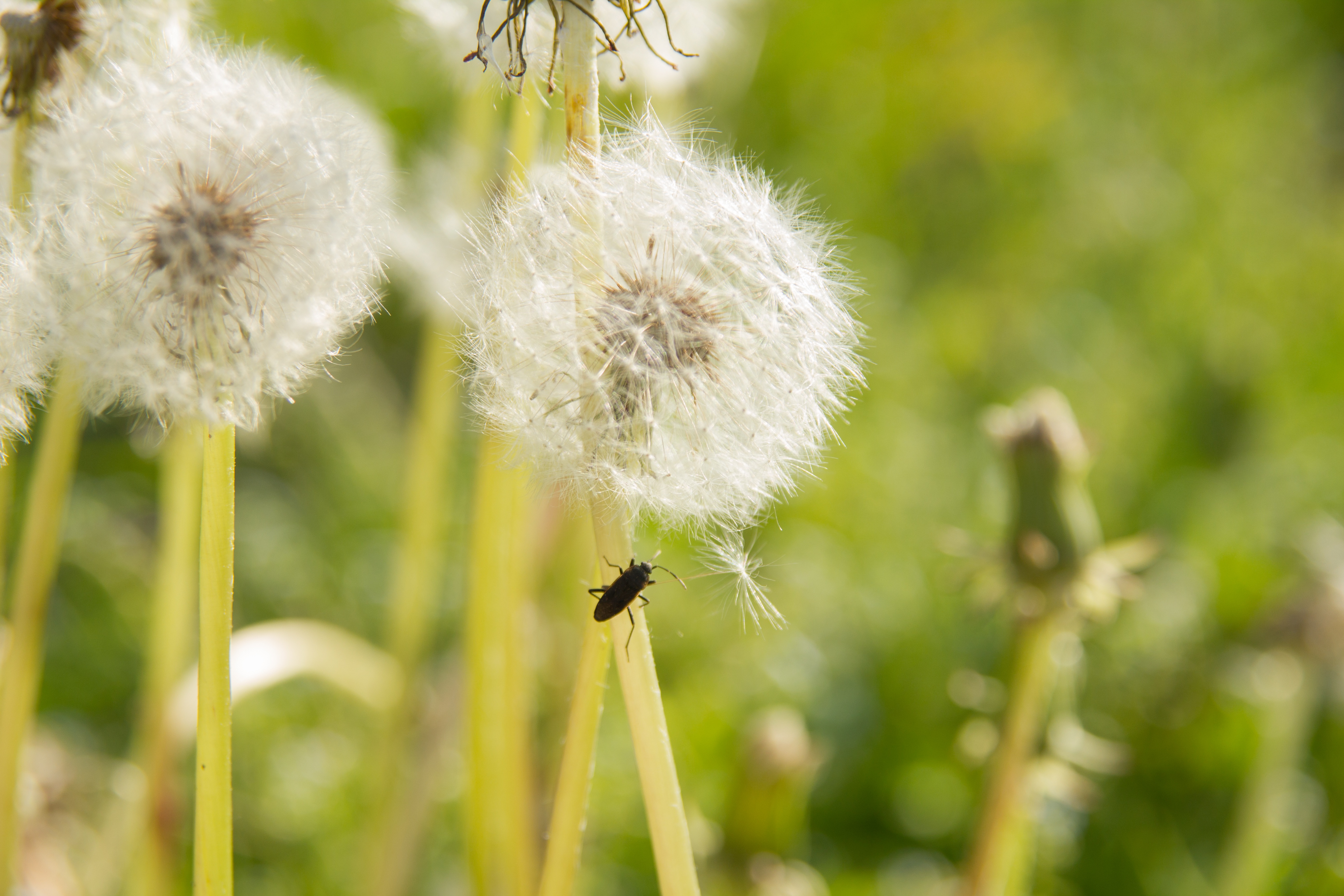 Dandelion Bunch Nature free image download