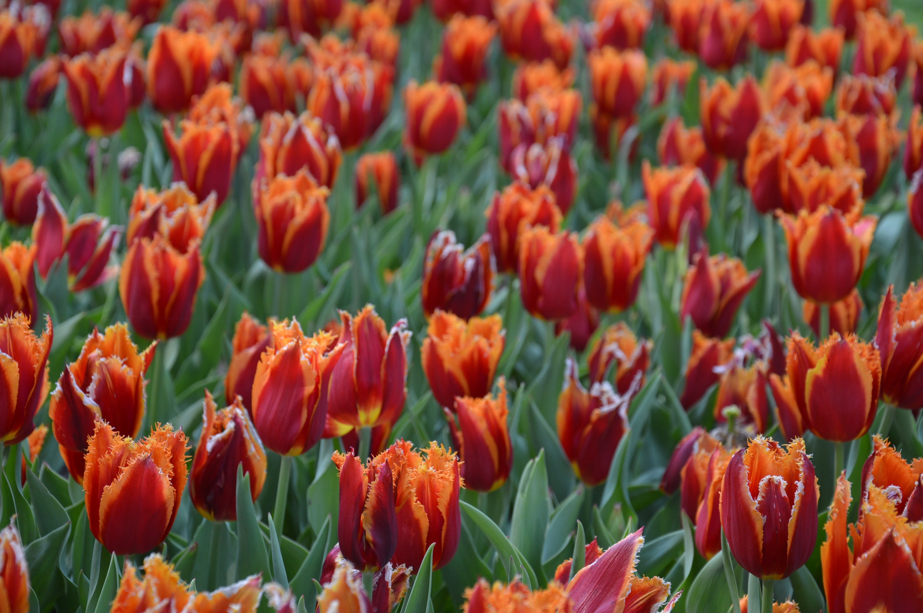 Tulip Flower Garden free image download