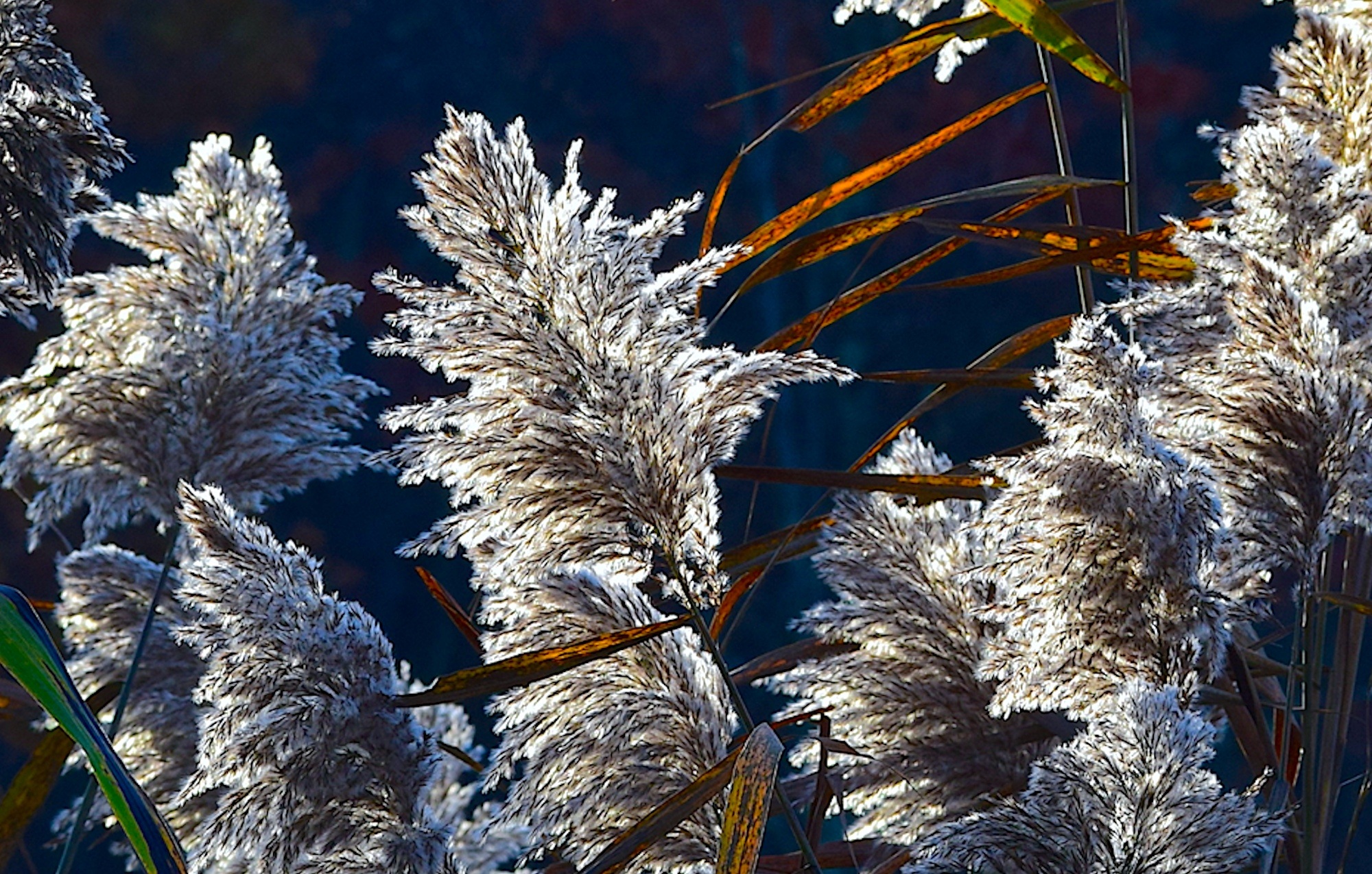 Reed Sunlight Nature free image download