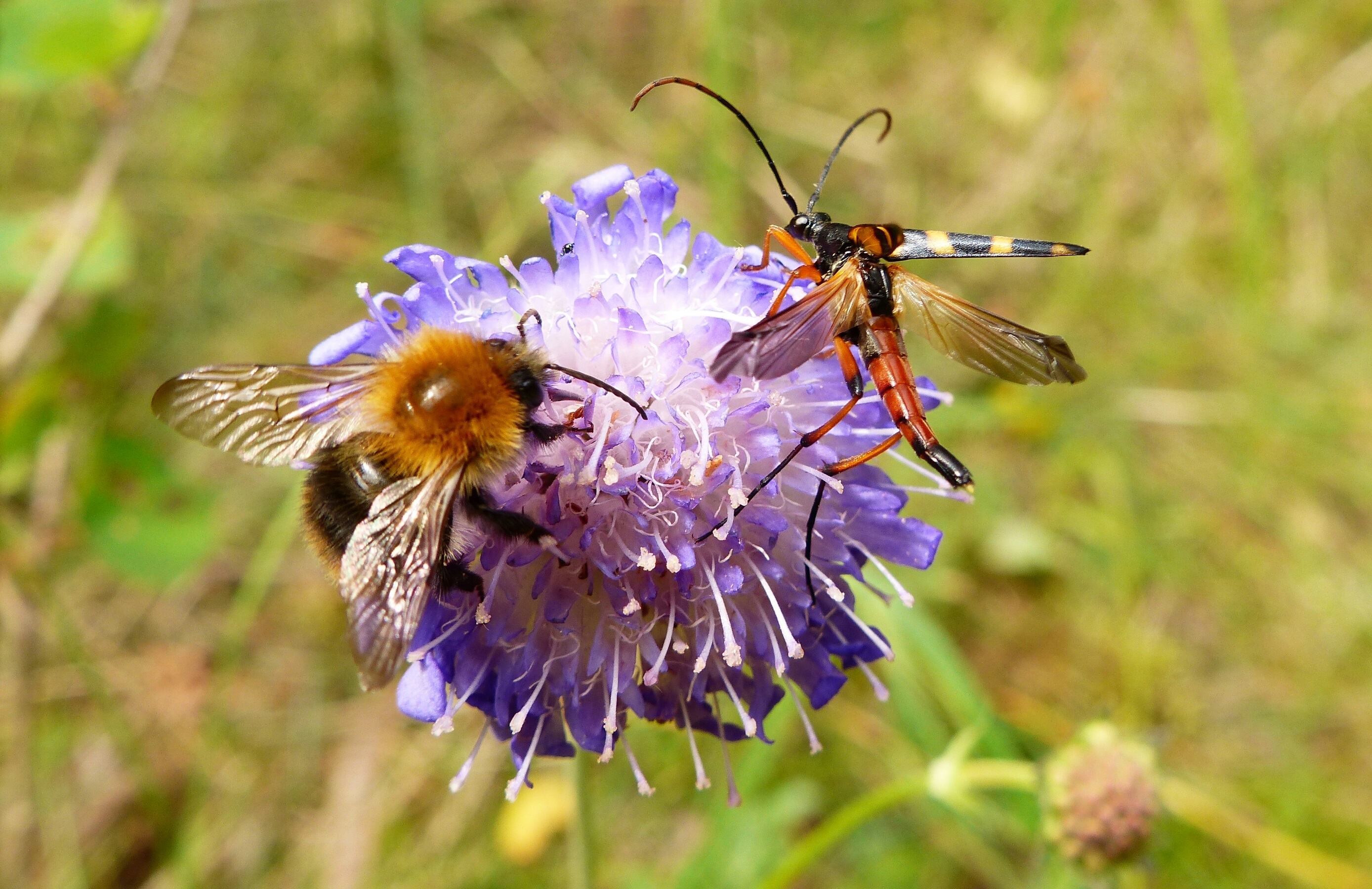 Nature Insect Flower free image download