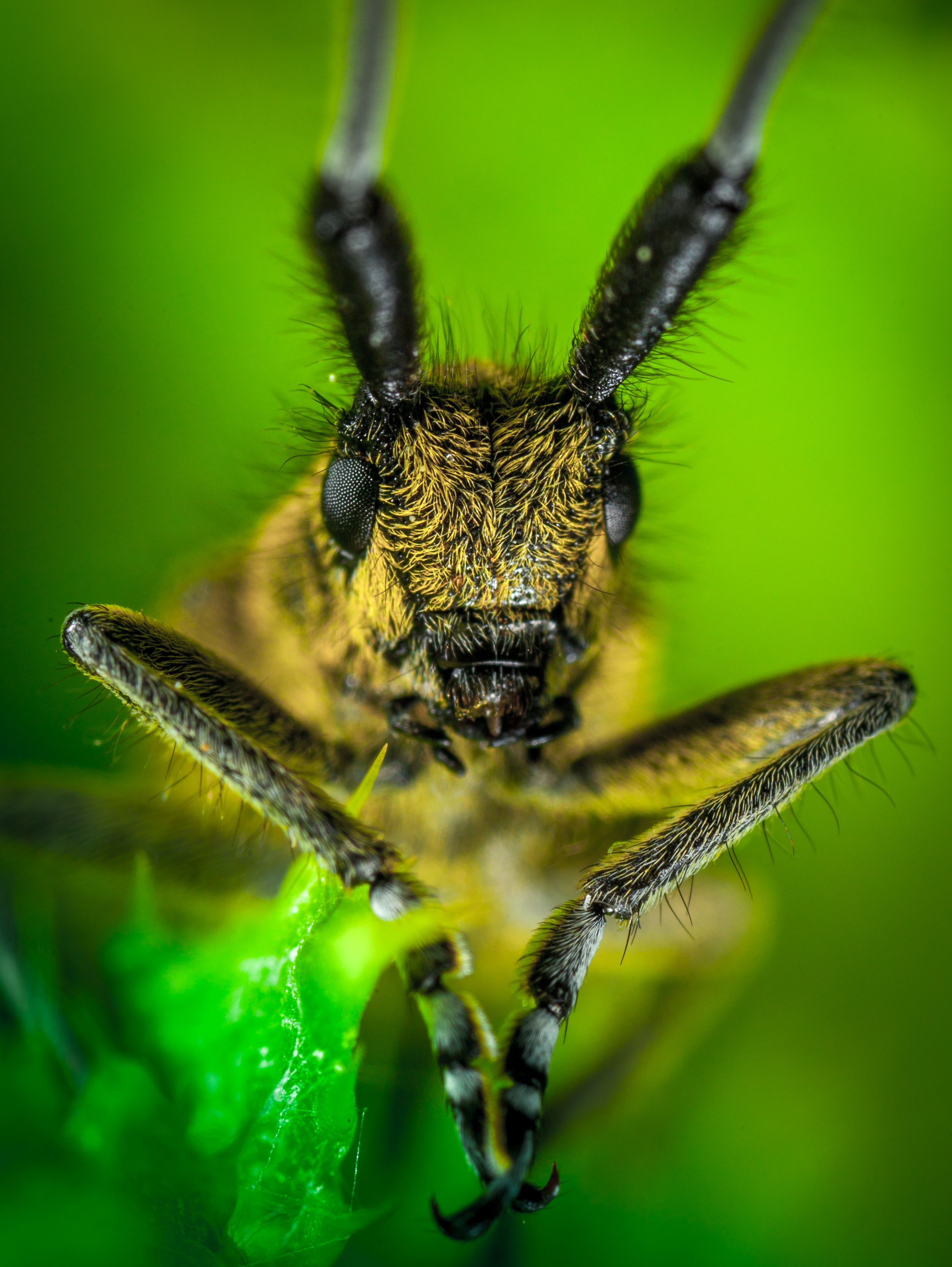 Insect Living Nature free image download