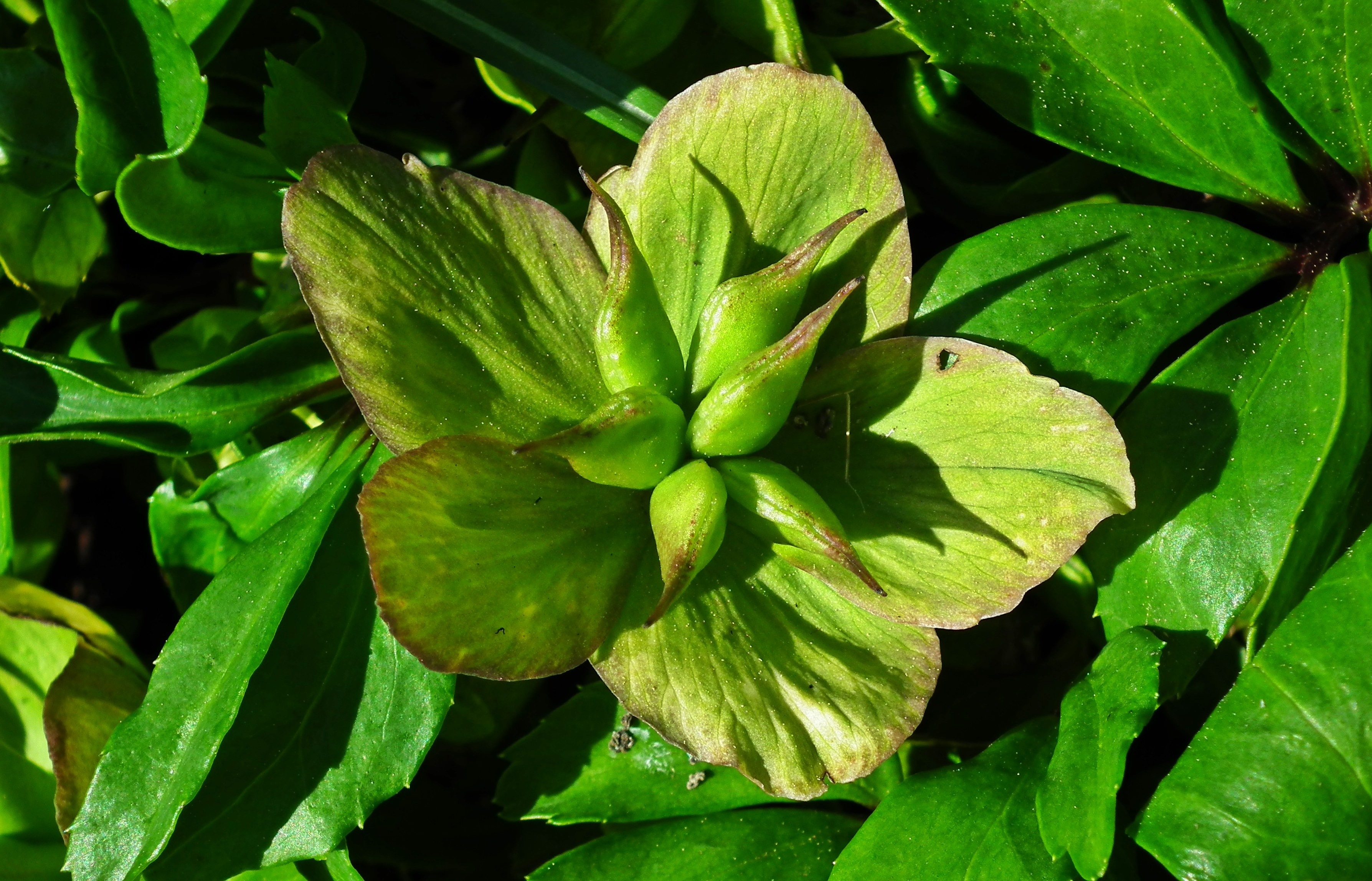 Leaf Plant Flower free image download
