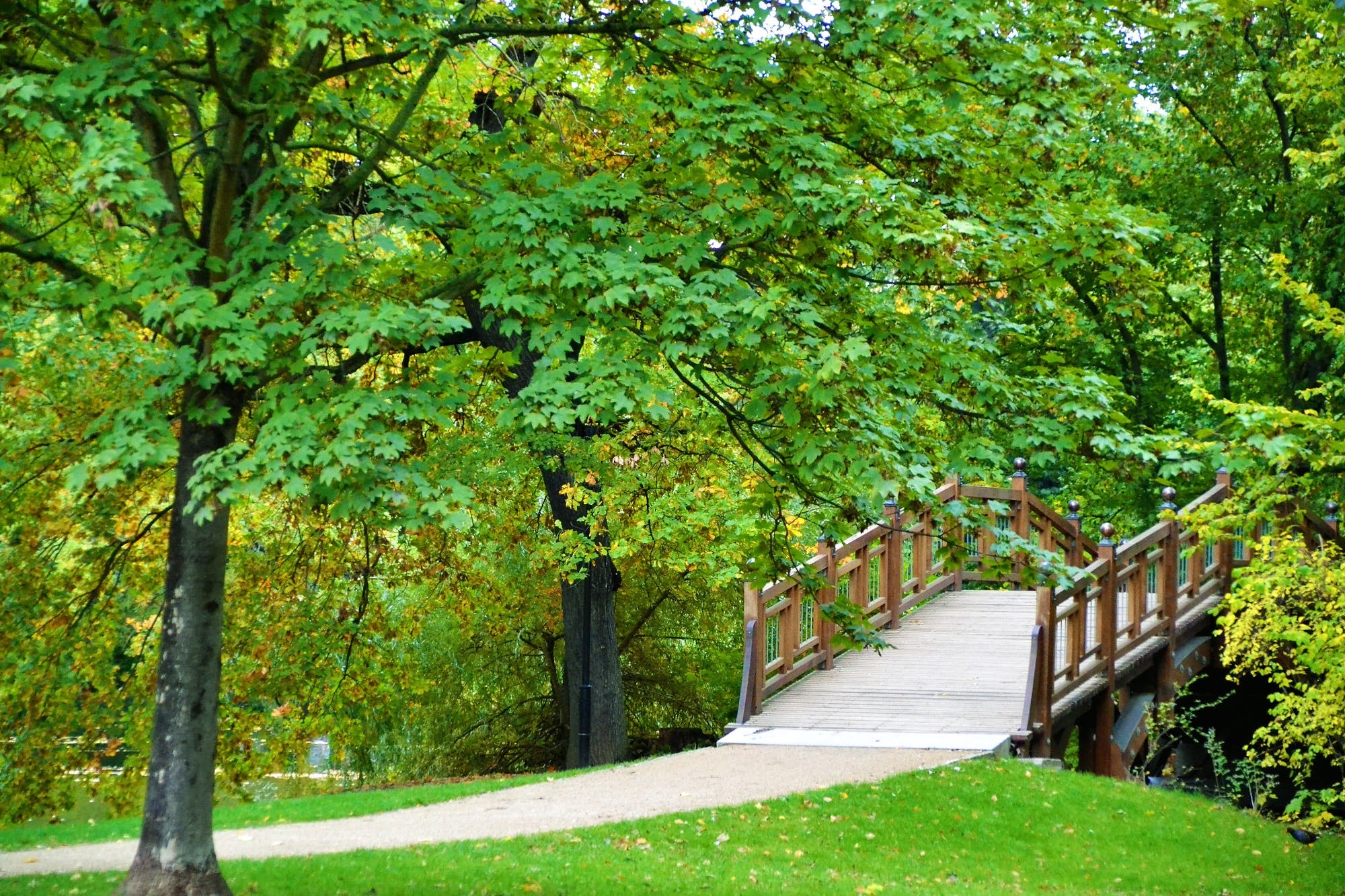Nature Park Green free image download