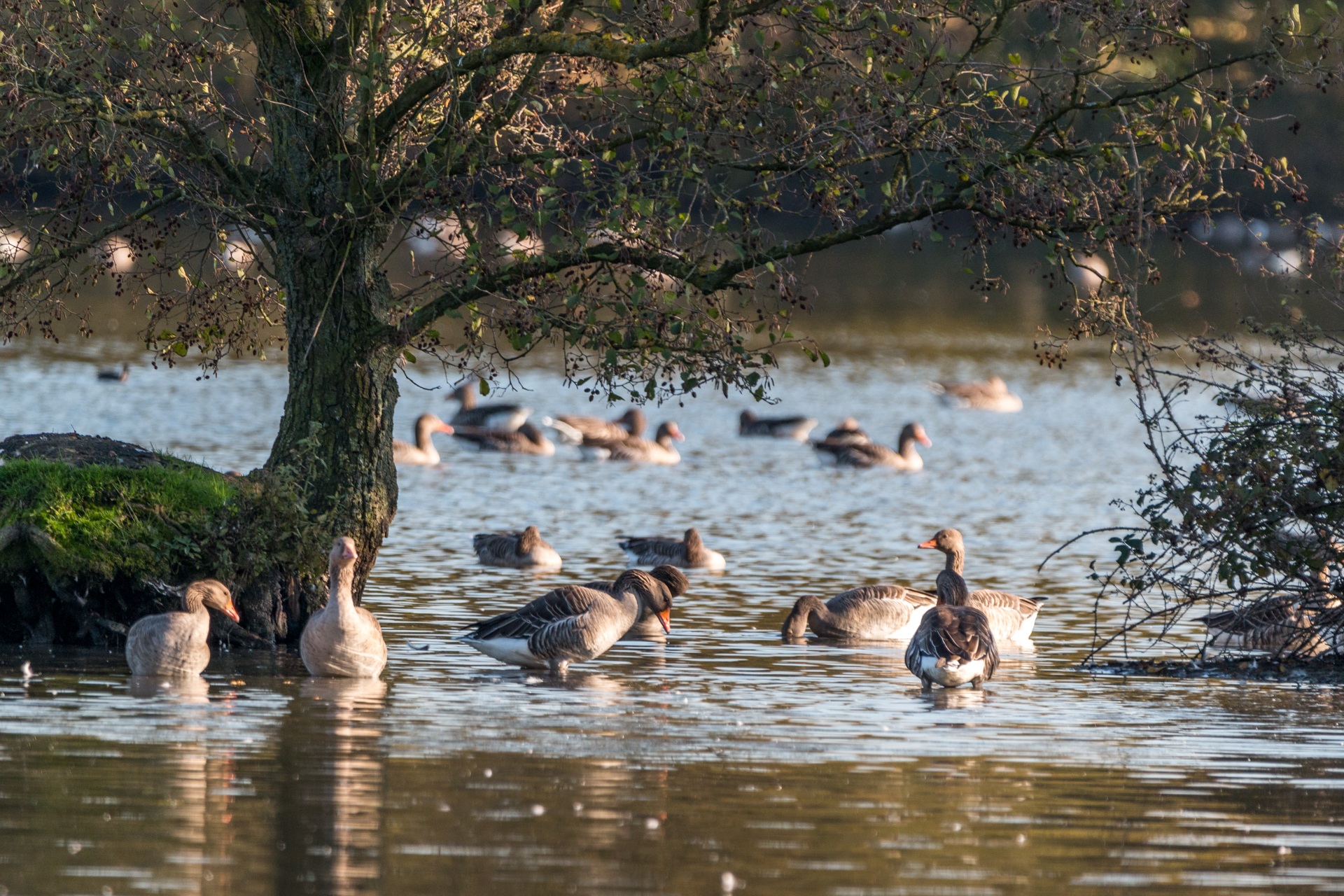 Canada Goose Geese free image download