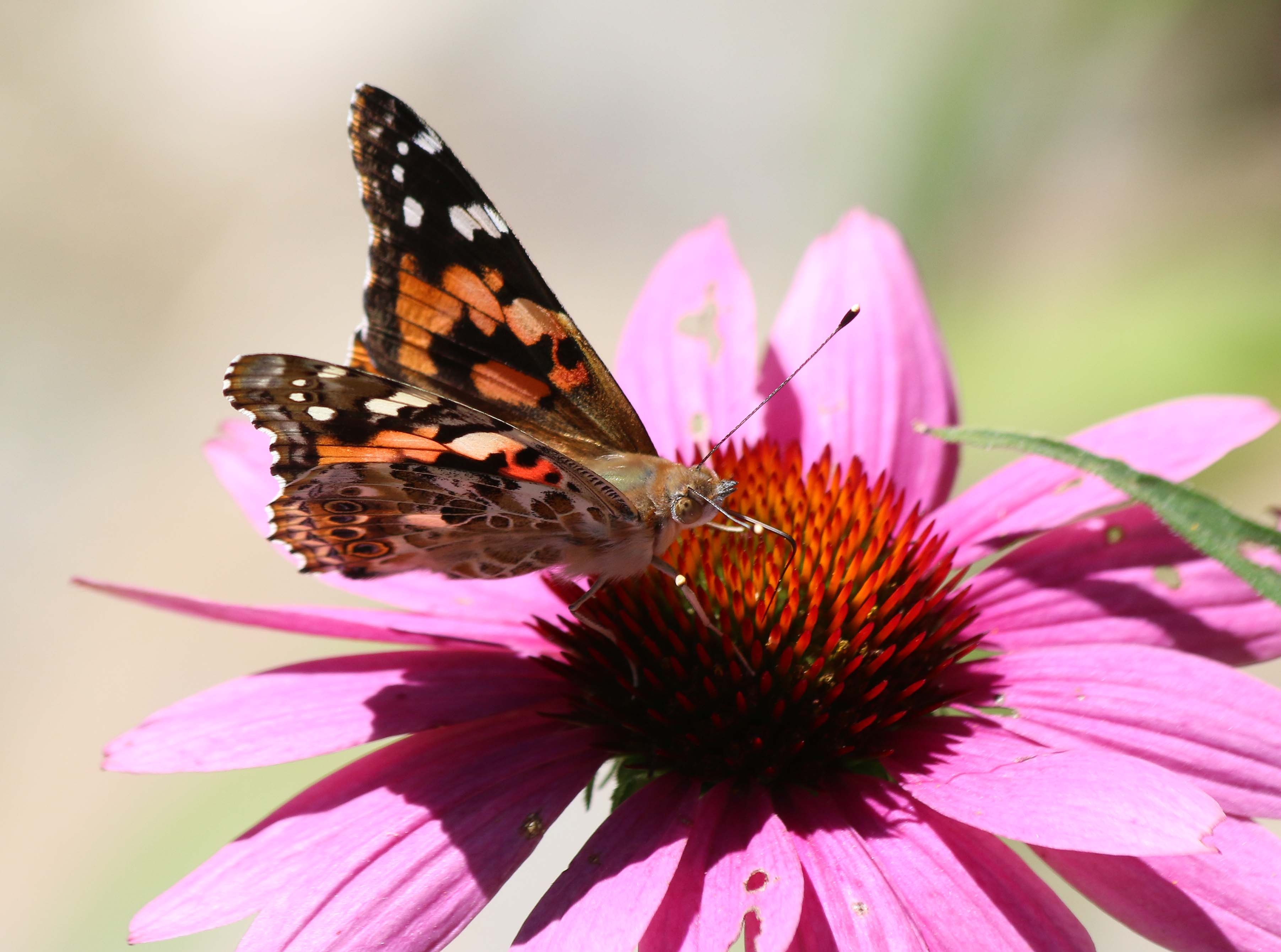 Butterfly Insect Nature free image download