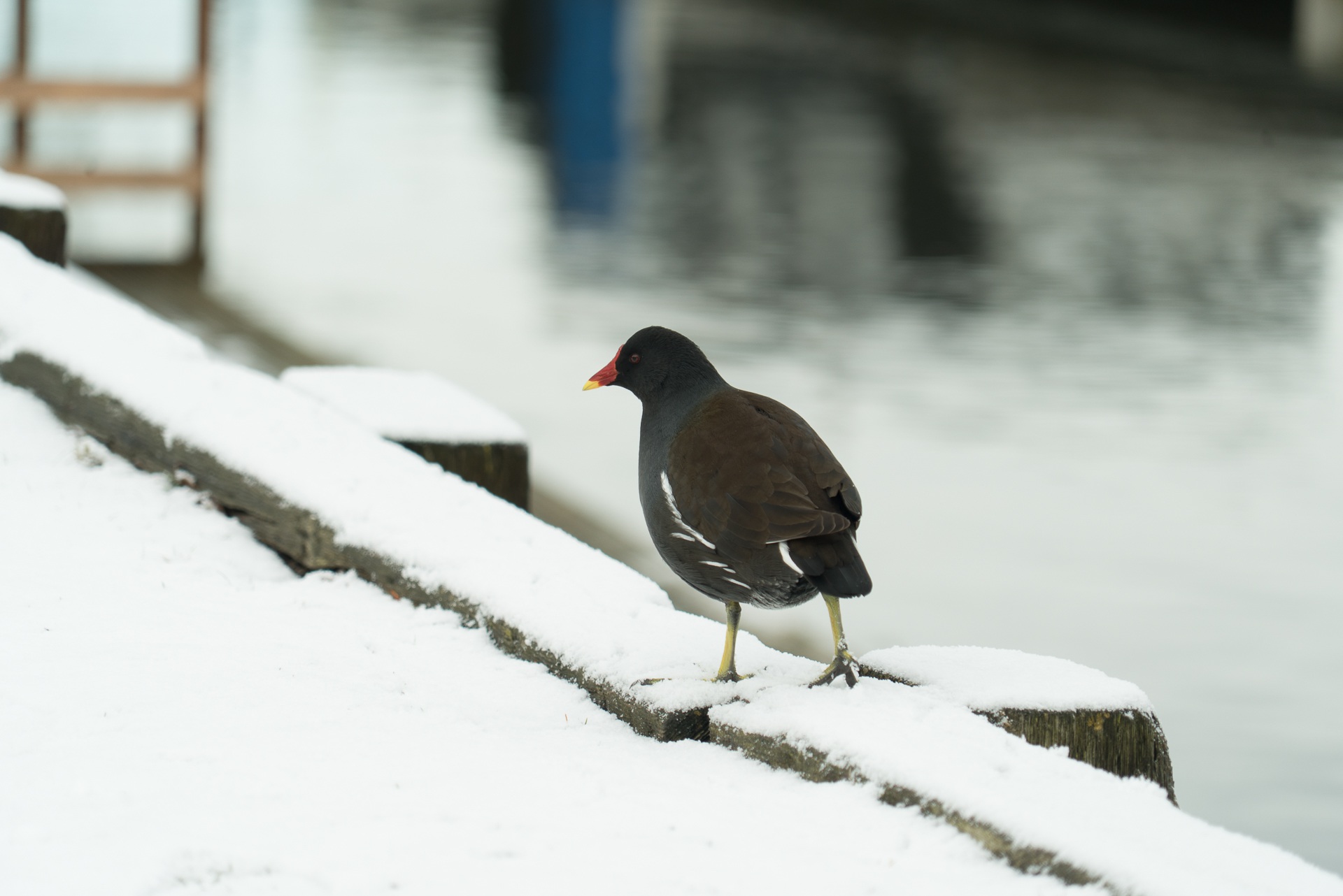 Winter Snow Bird free image download