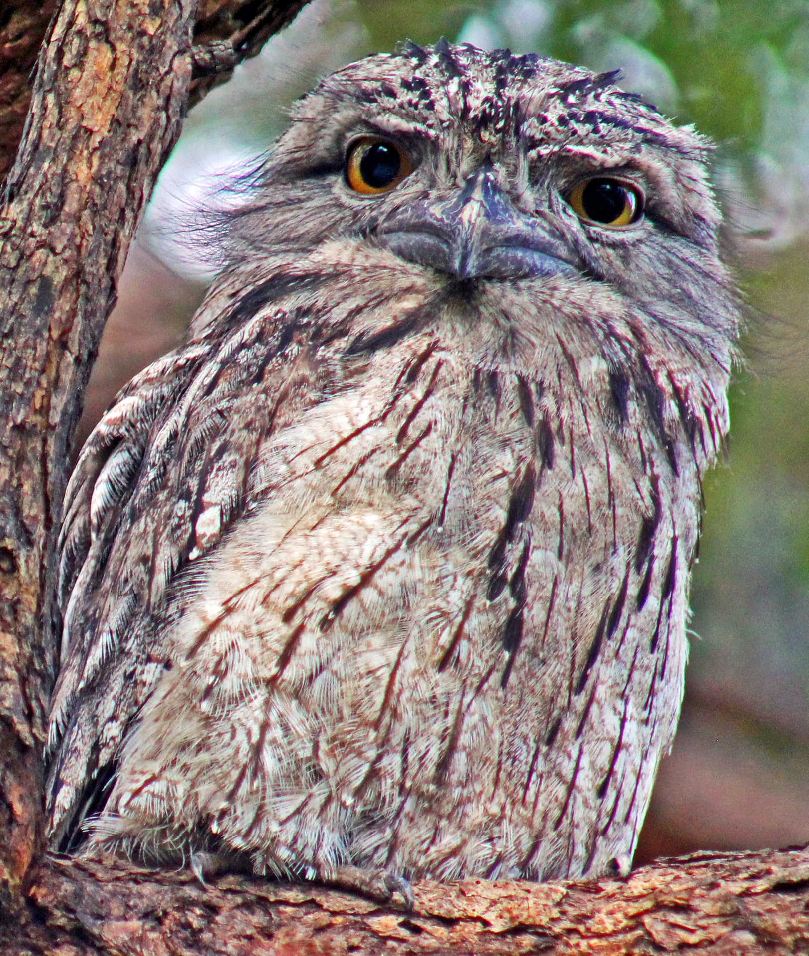 Frogmouth Bird Wildlife free image download