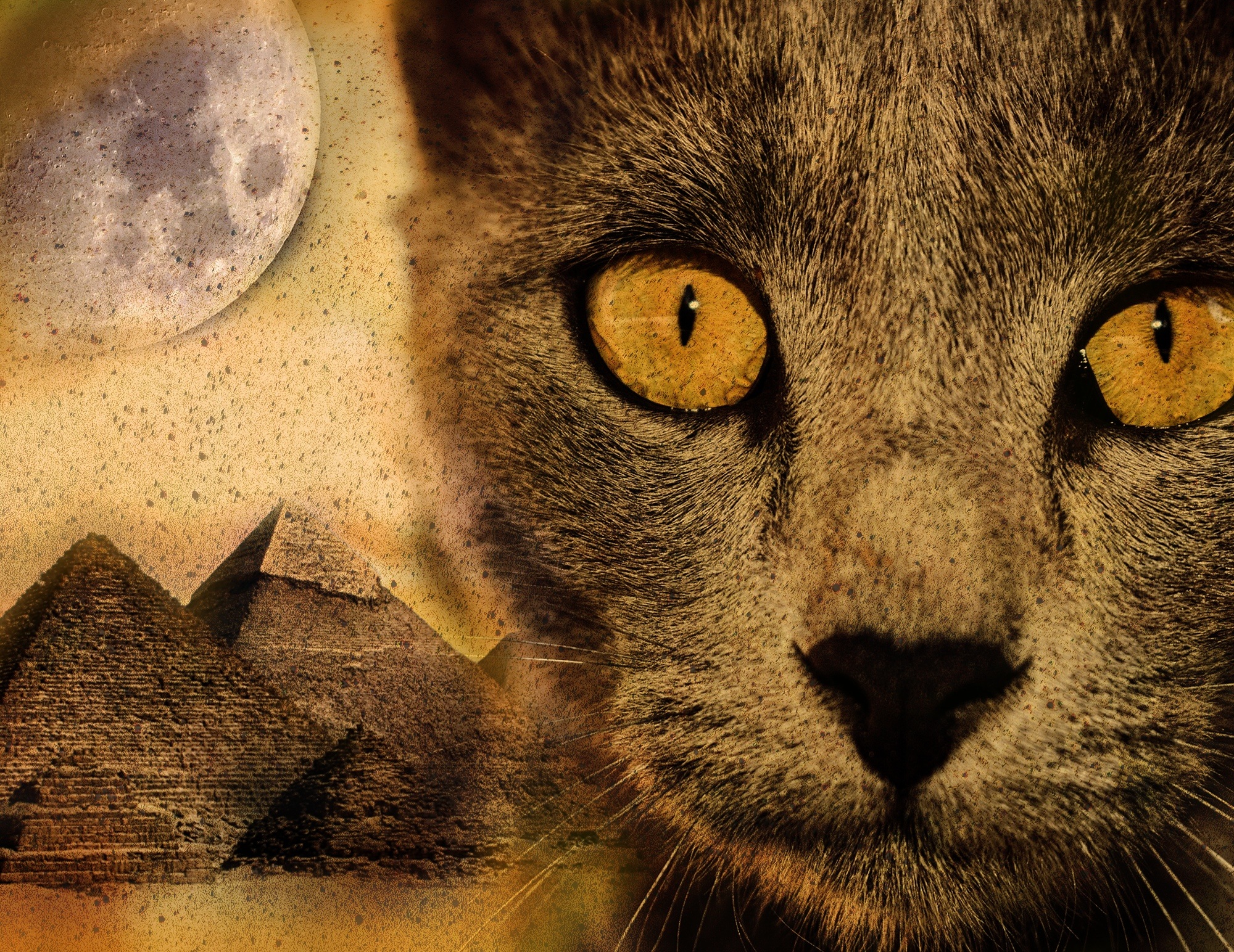 Cat Pyramid Moon free image download