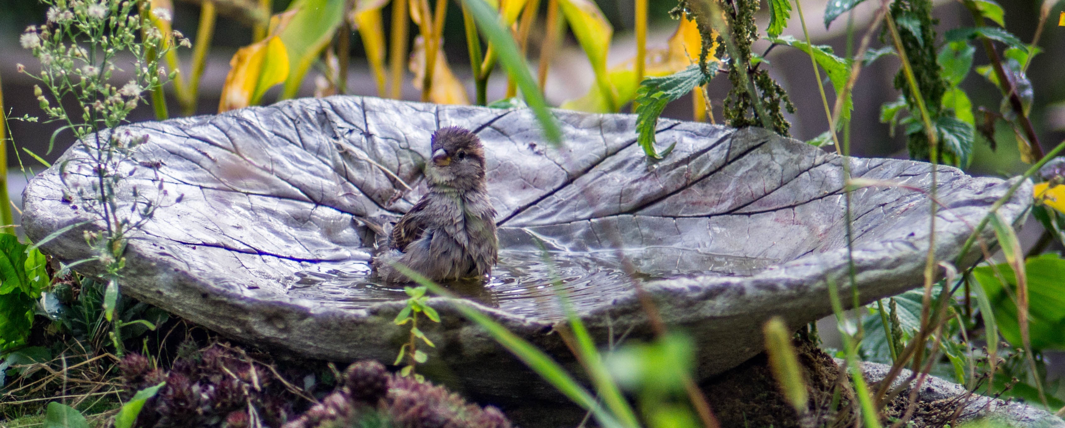 Sparrow Sperling Bird free image download