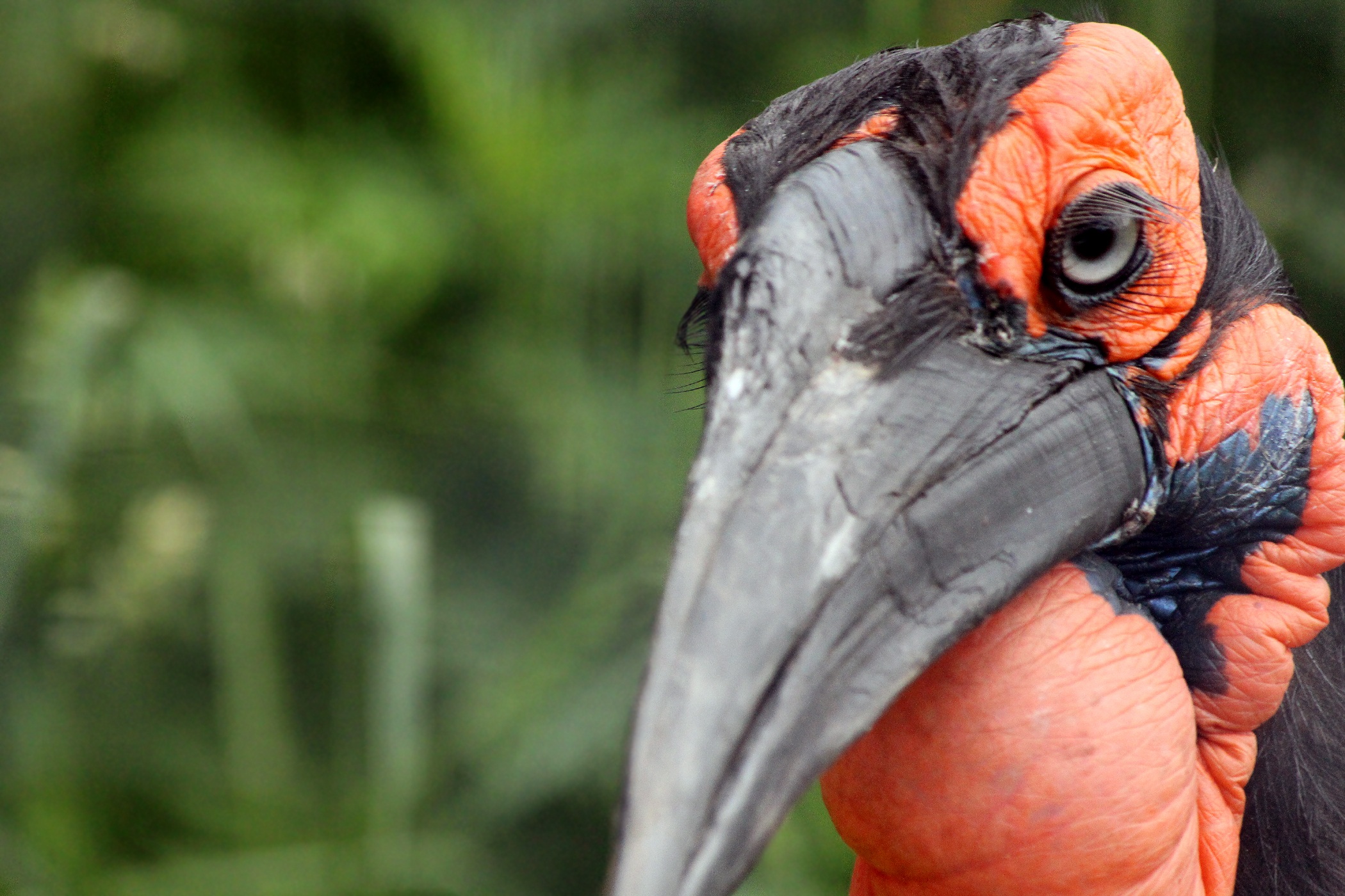 Kaffir Horned Raven Bird Zoo free image download