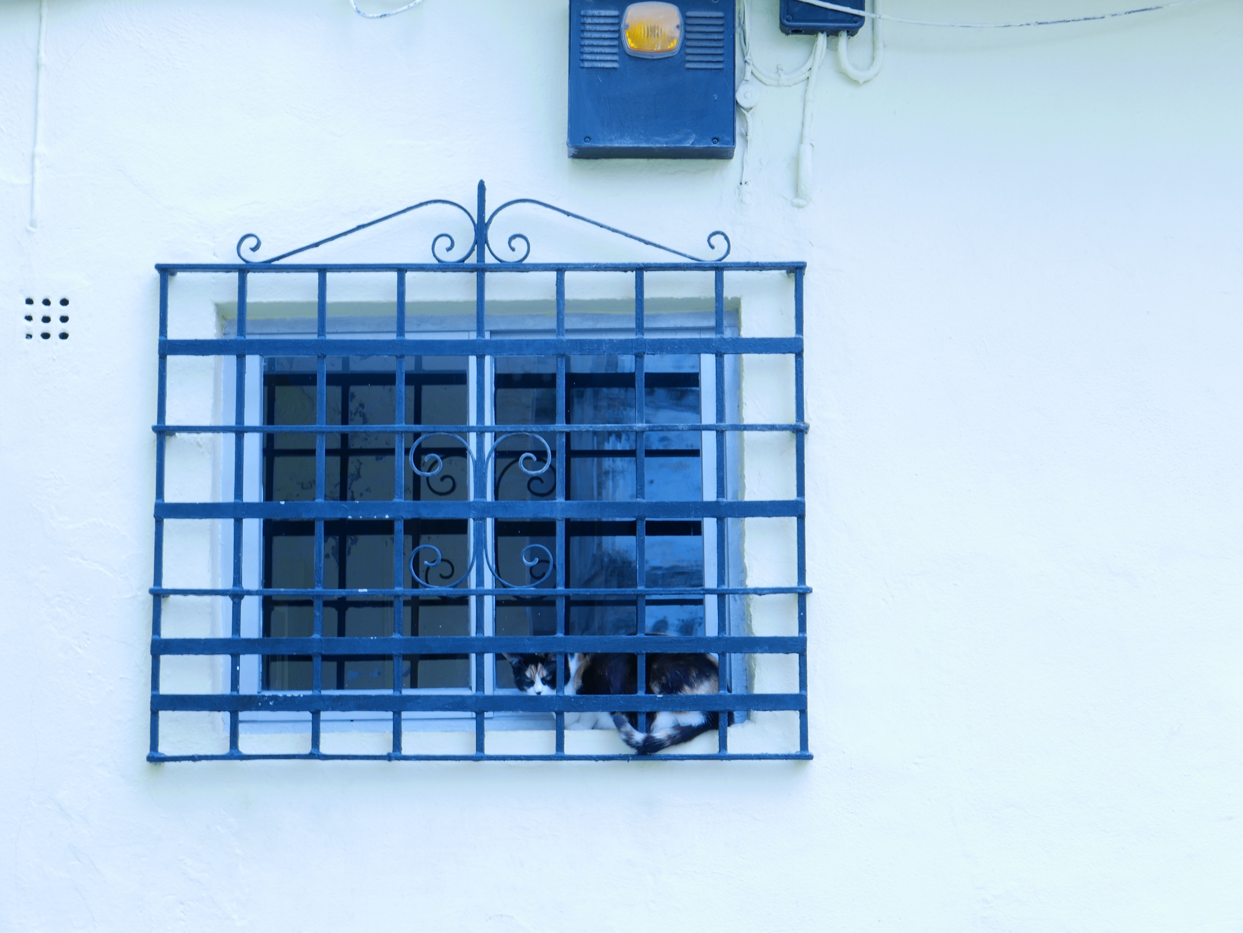 Cat Nap free image download