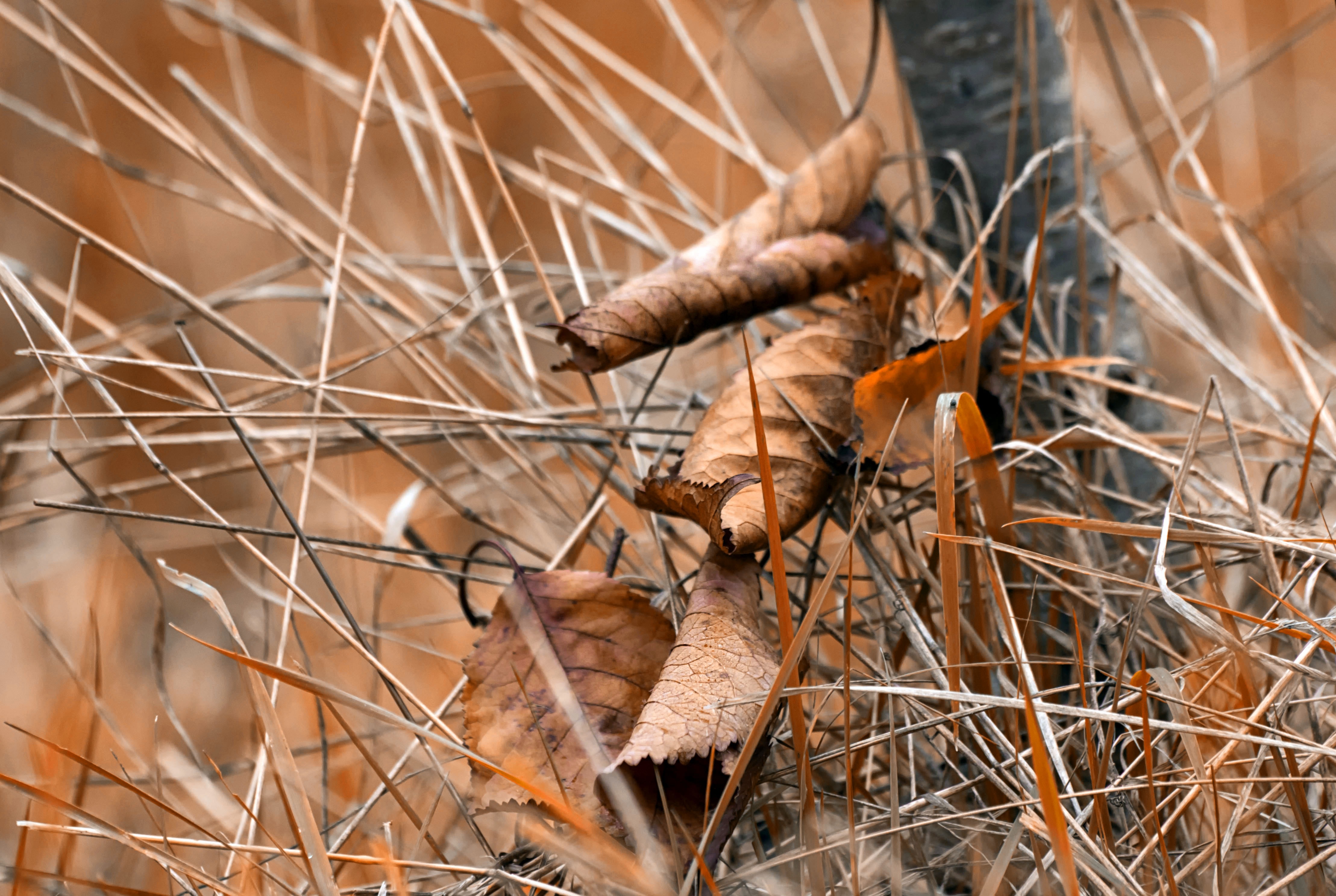 Fall Leaf Autumn Leaves Dead free image download