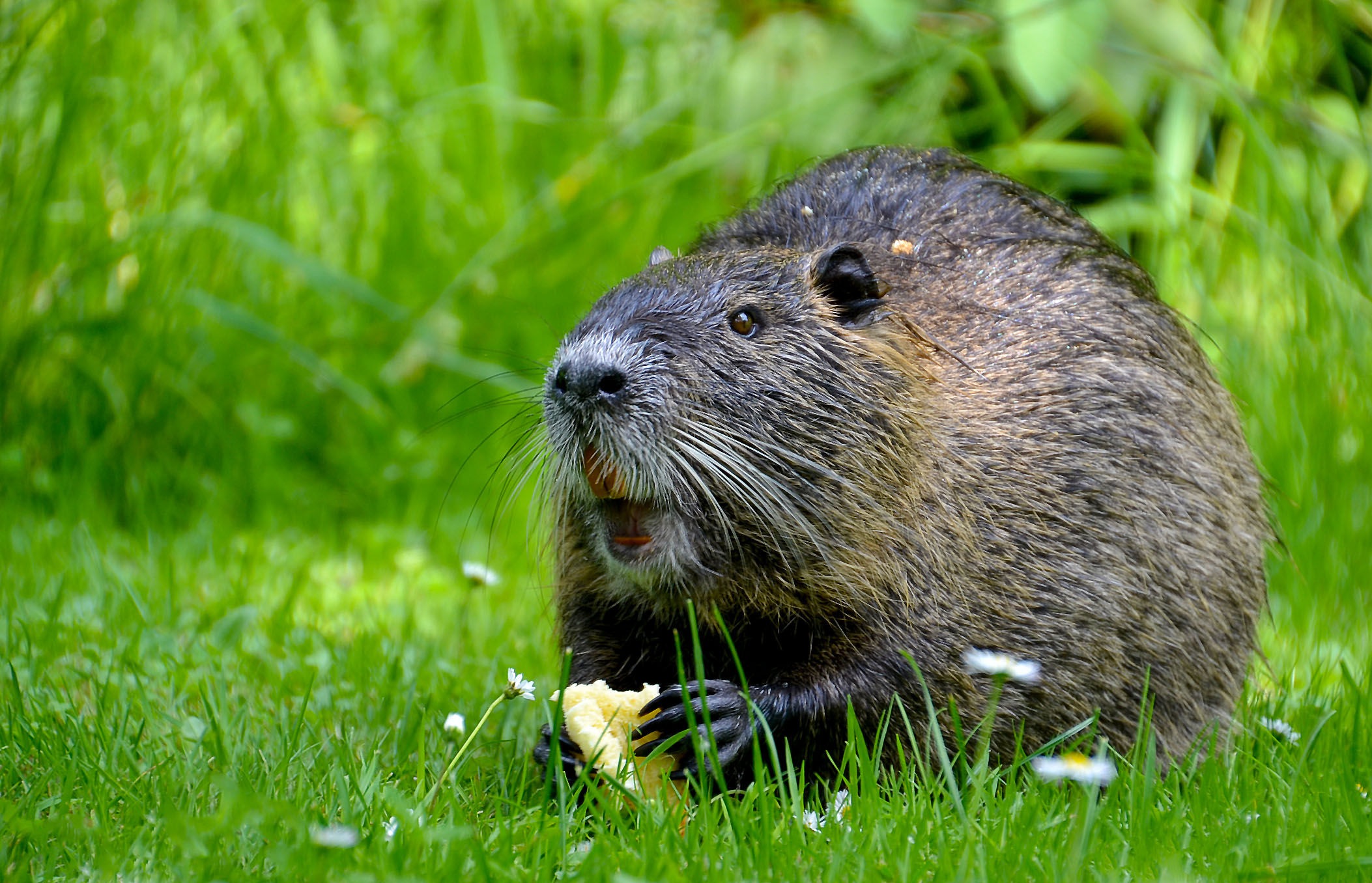 Grass Nature Animal free image download