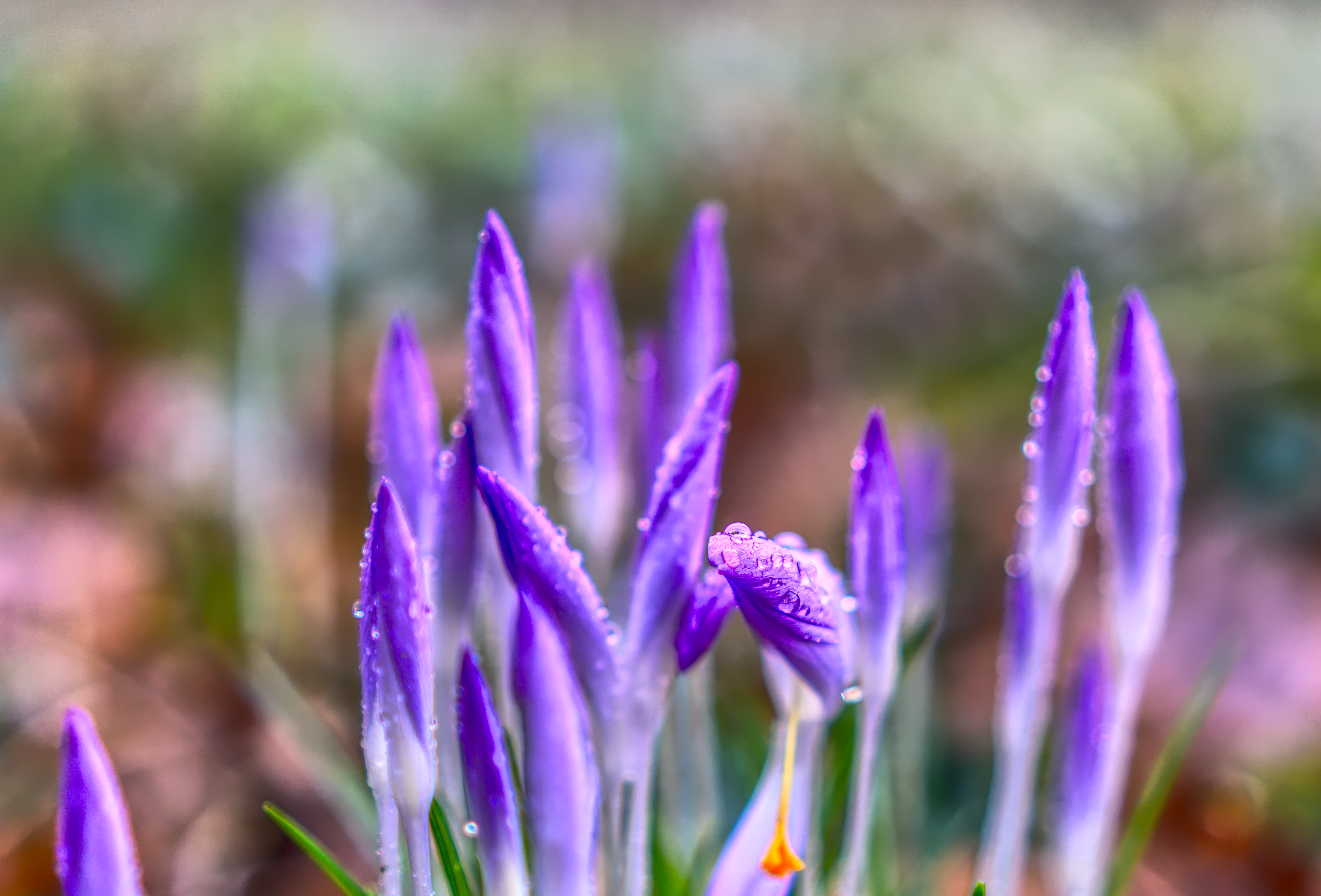 Crocus Blossom Bloom free image download