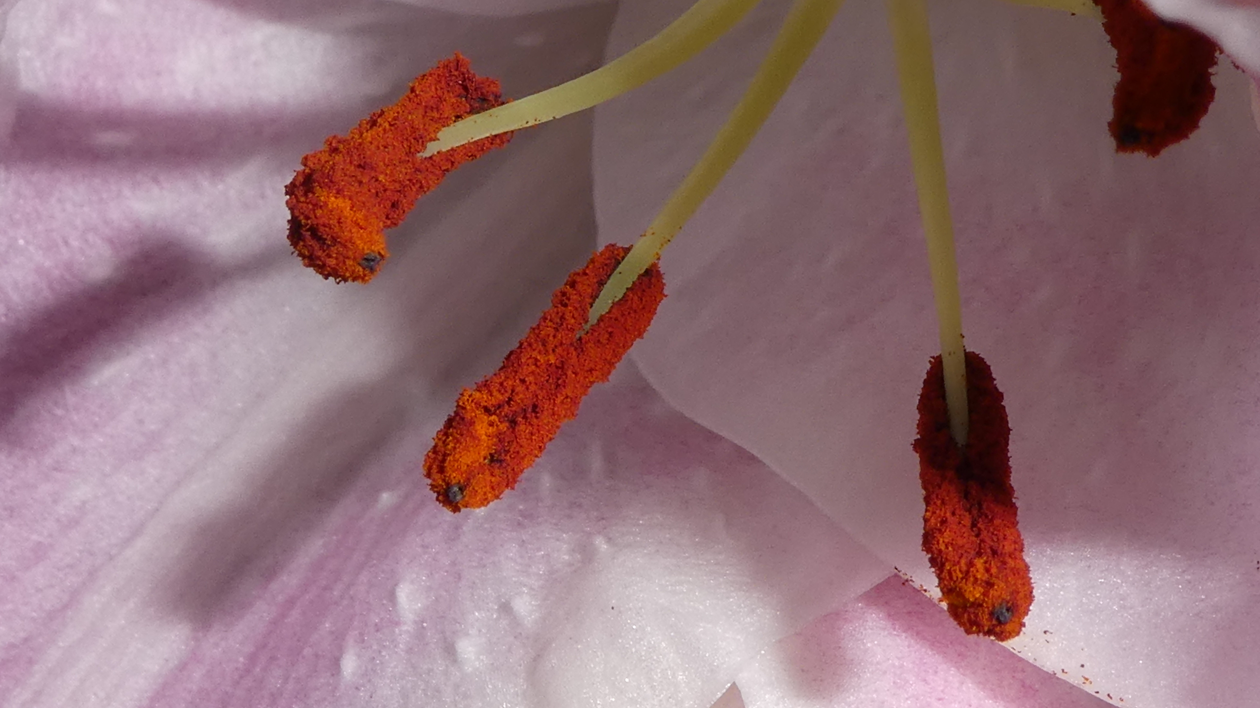 Stamen Blossom Bloom Close free image download