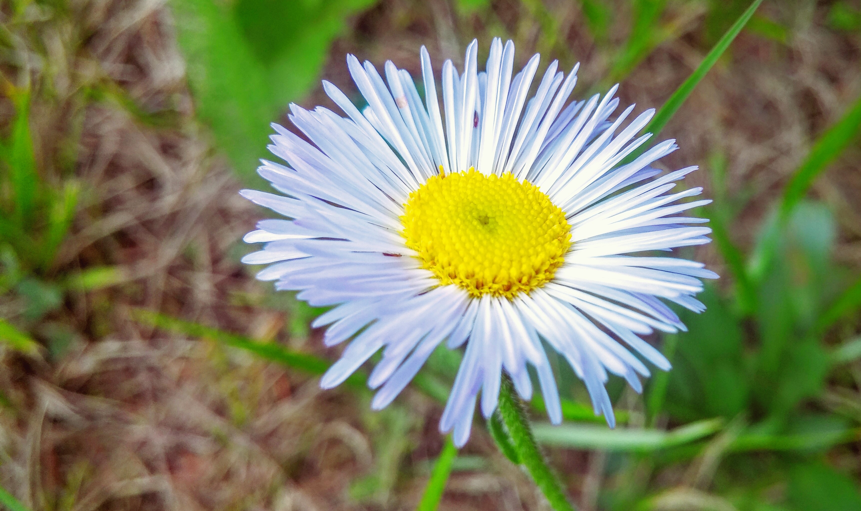 Flower Nature Wildlife free image download