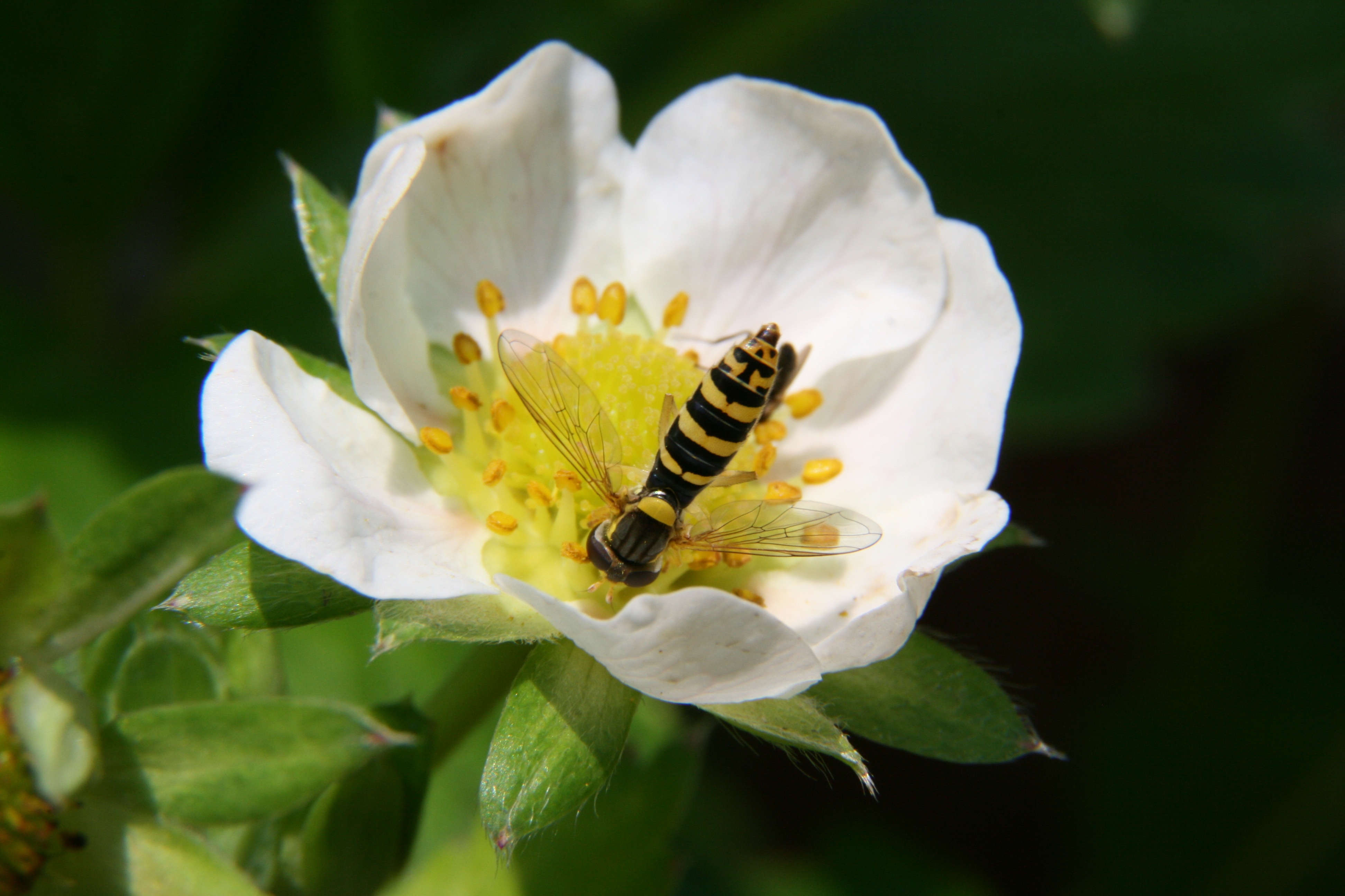 Flower Insect Nature free image download