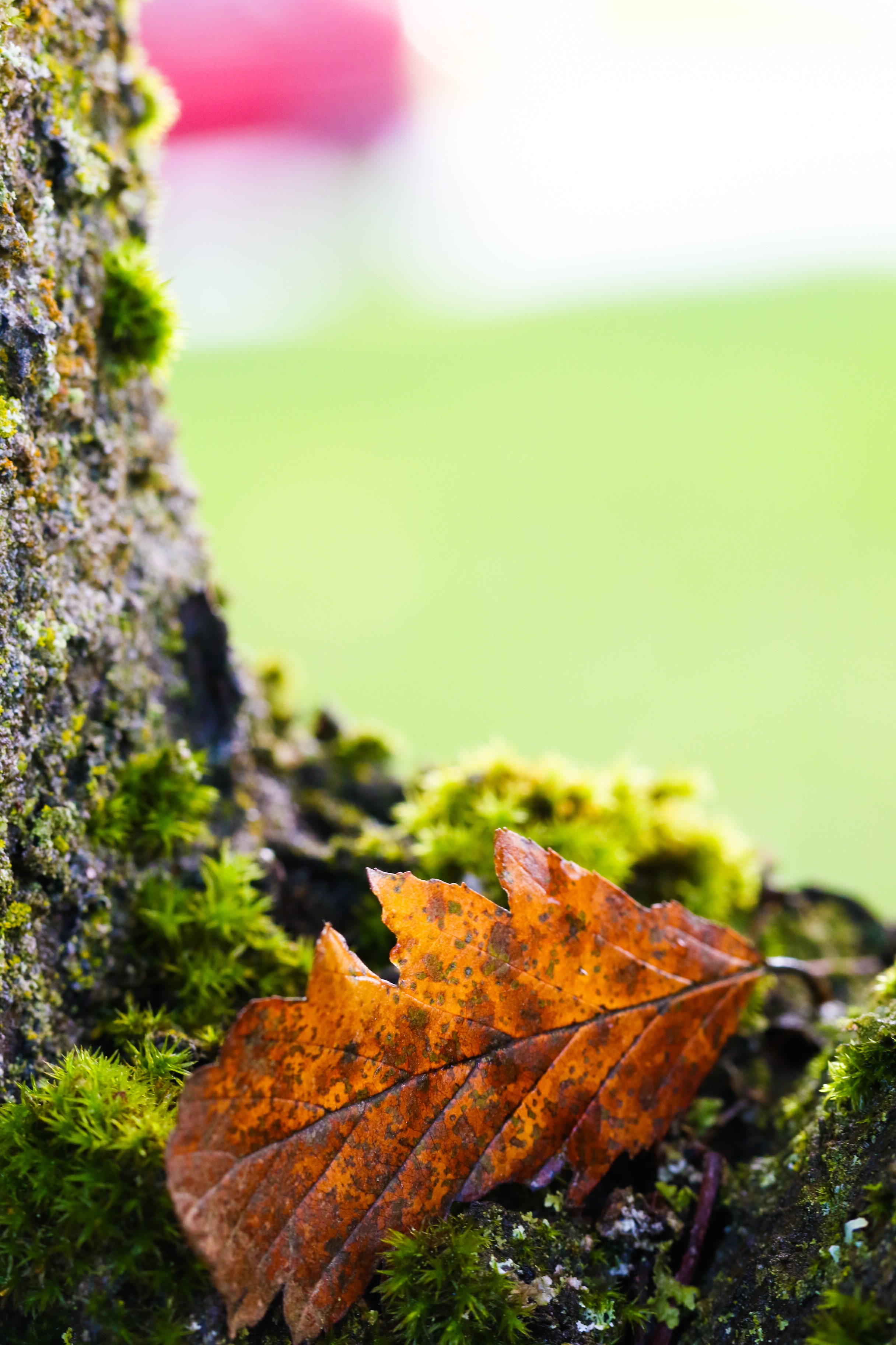 Leaf Tree Nature free image download