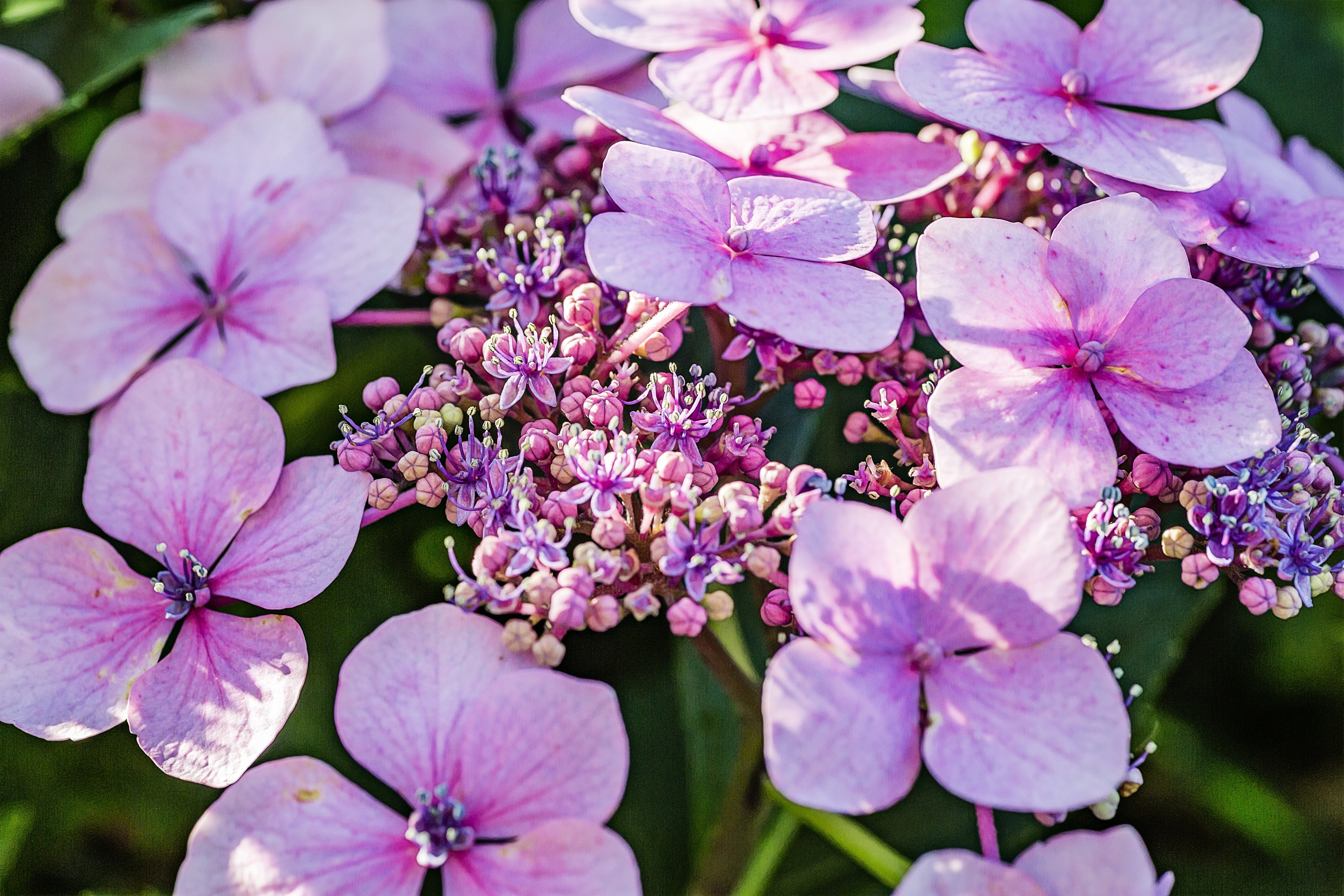 Flower Blossom Bloom free image download