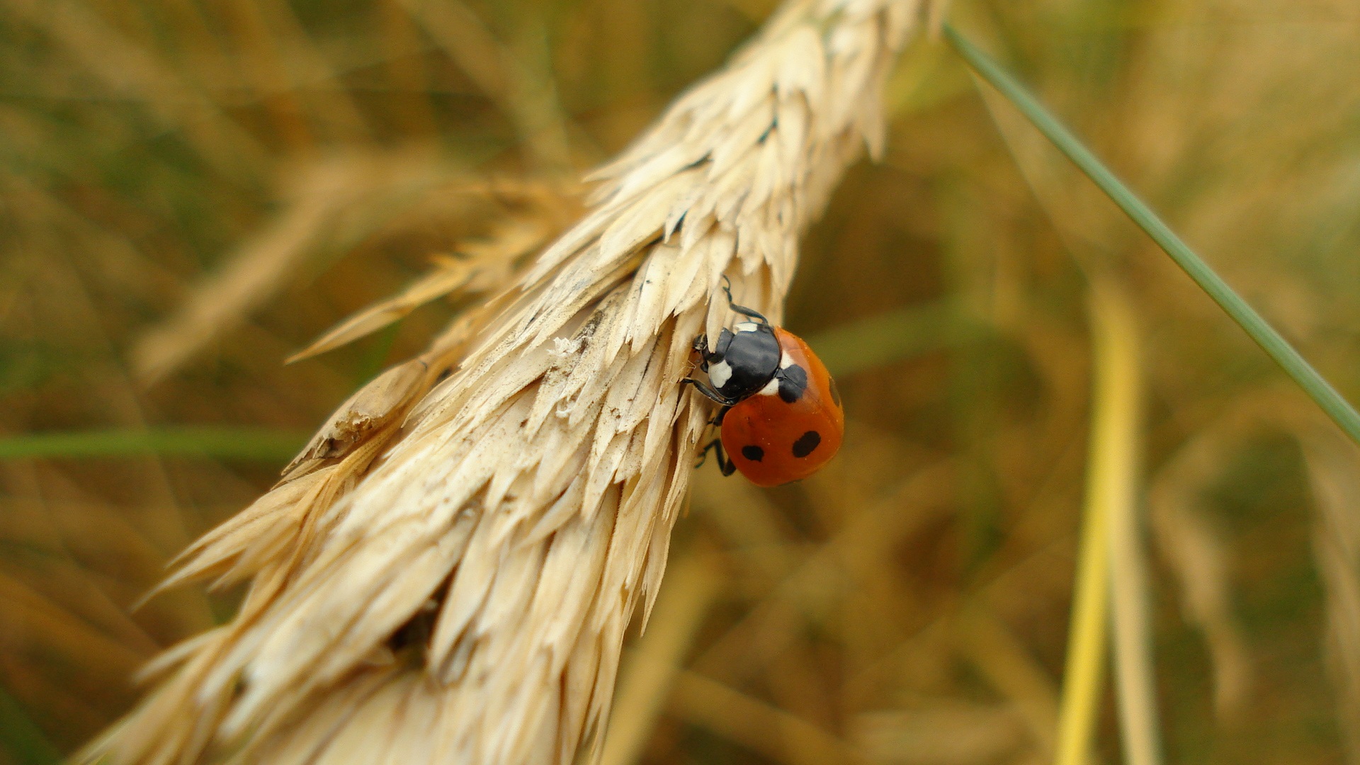 Ladybug Insect Close Up free image download