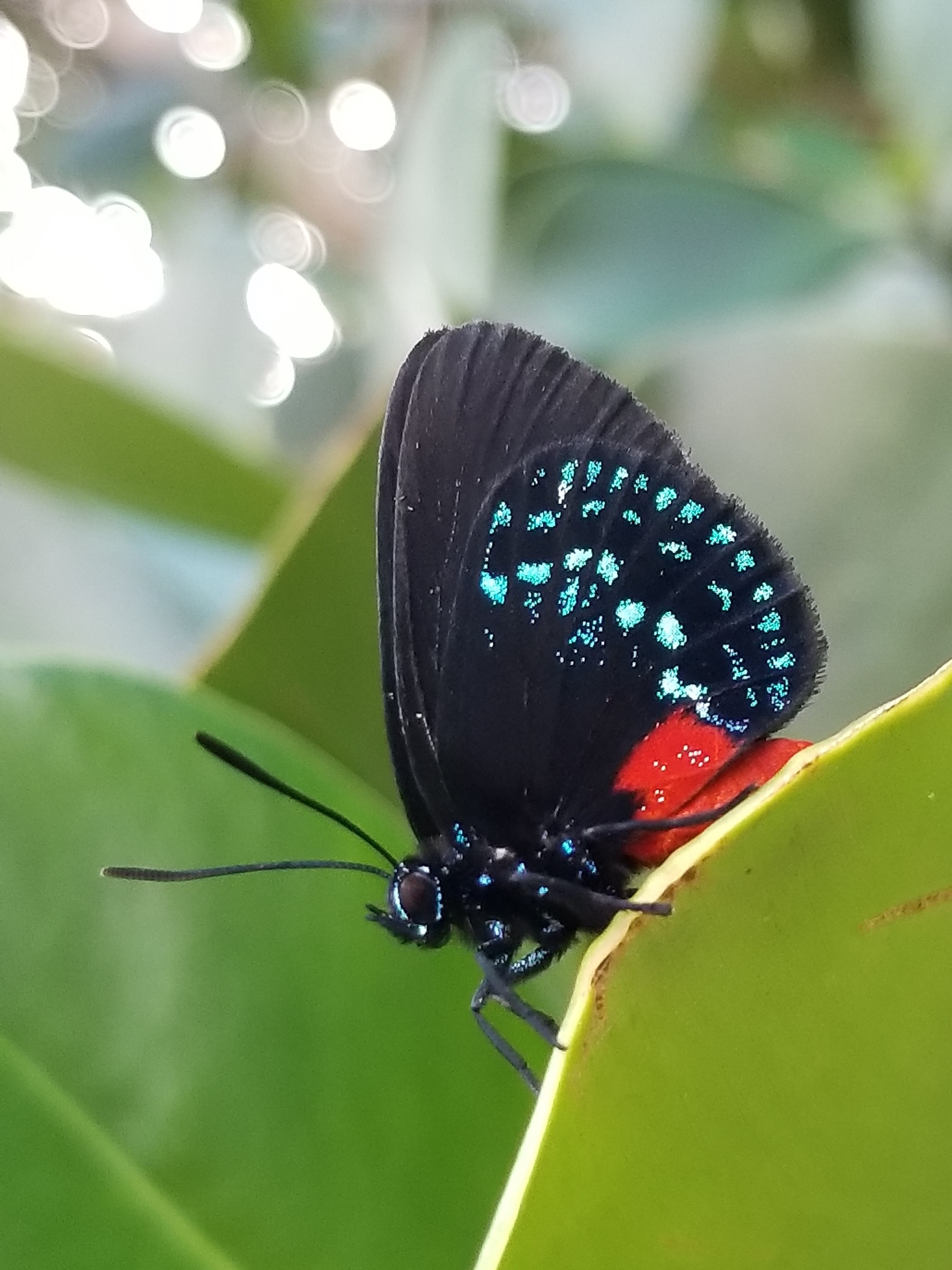 Atala Insect Butterfly free image download