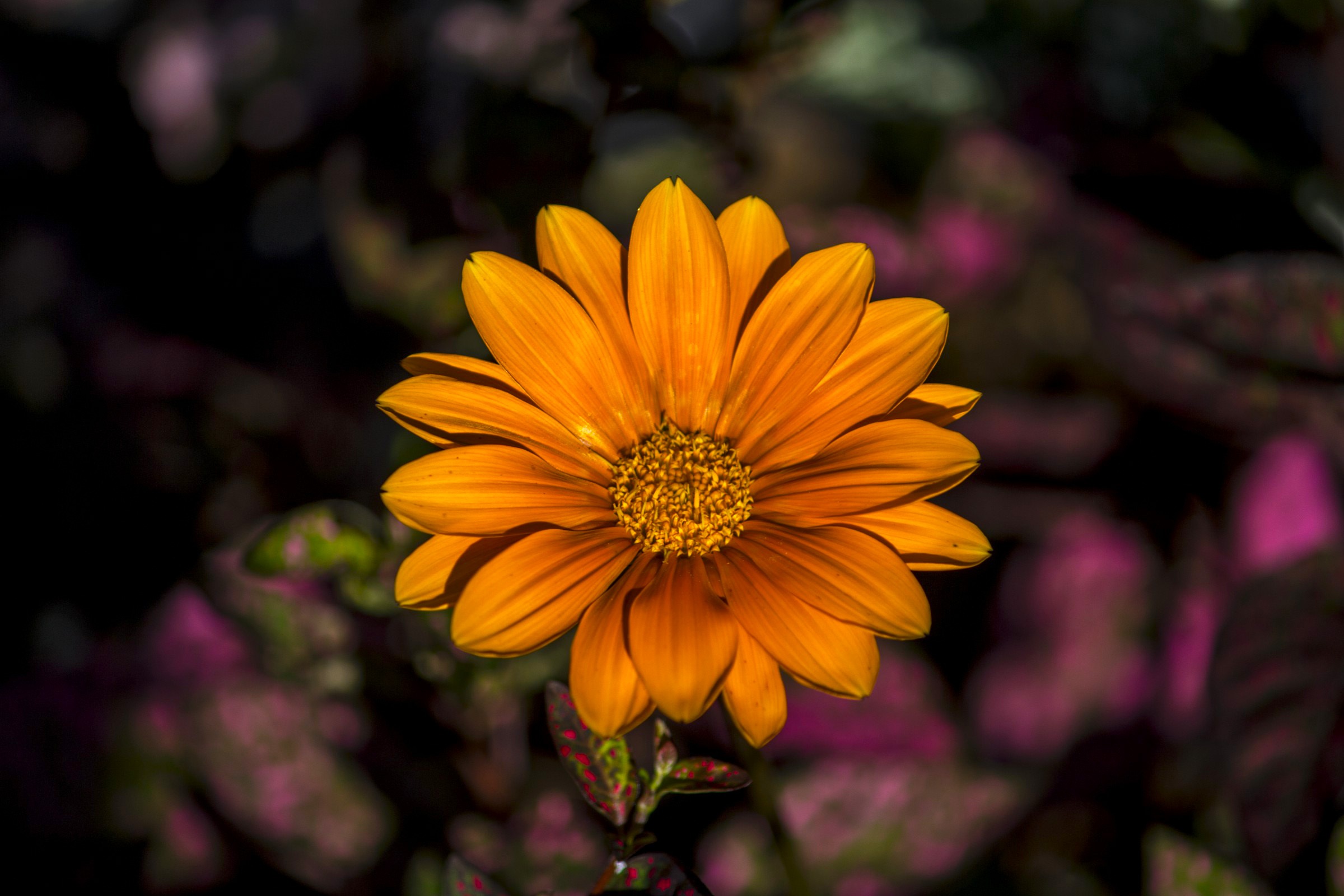 Orange Flower Margaret Tulips free image download
