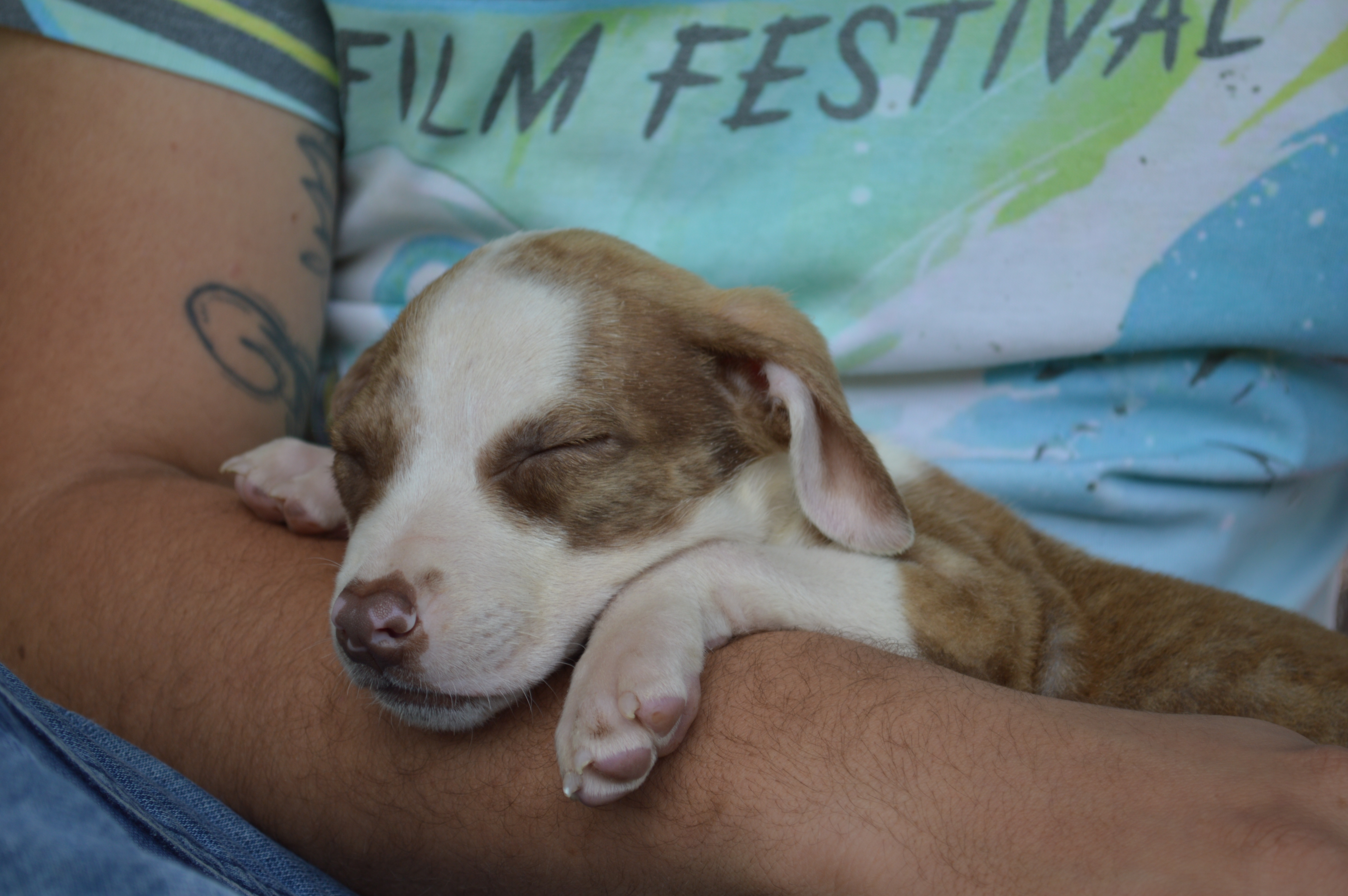 Puppy Cachorra Dog free image download