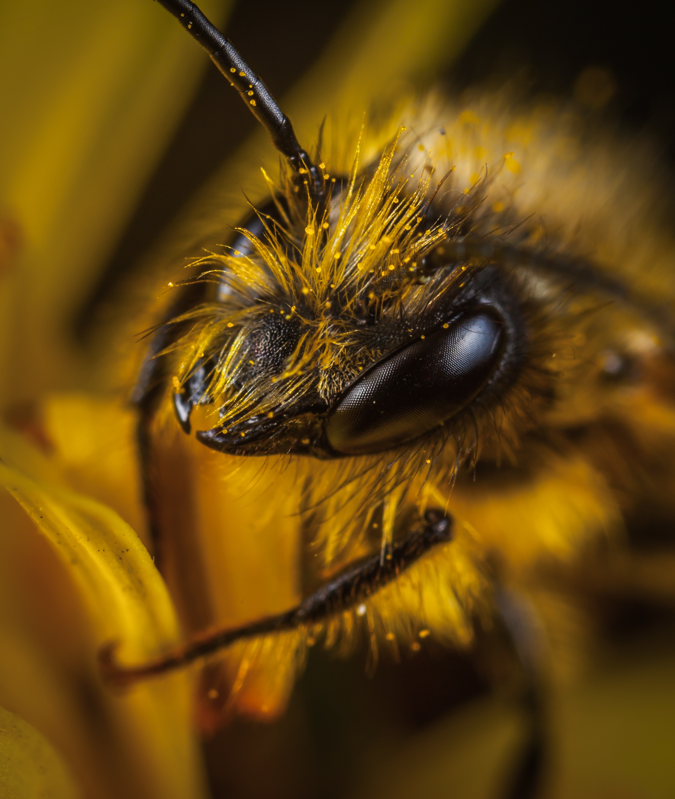 Insect Bee Macro free image download