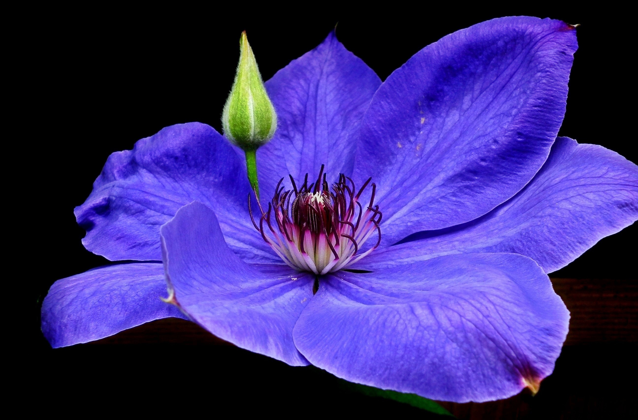Flower Clematis Bud free image download