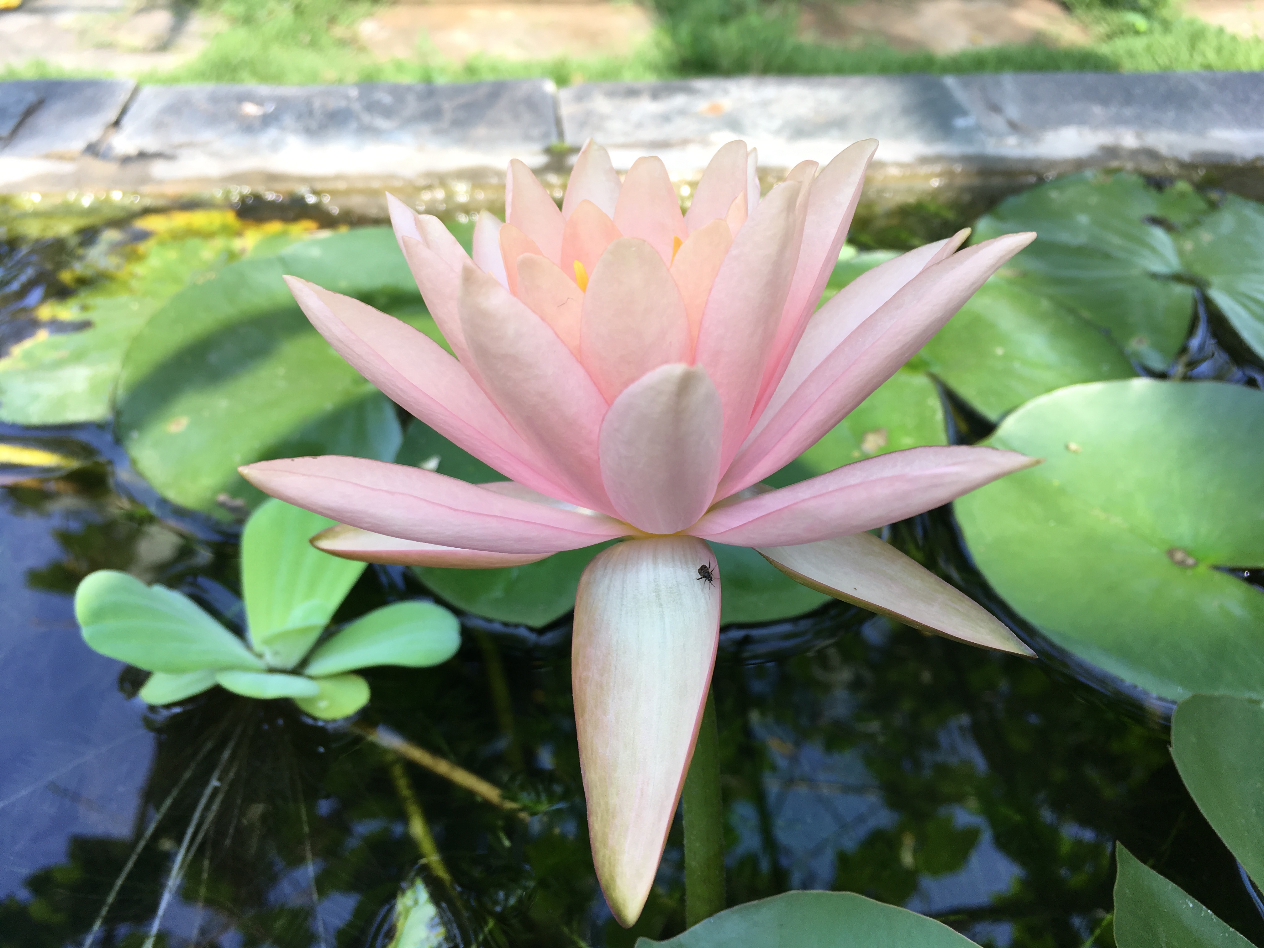 Flora Leaf Nature free image download