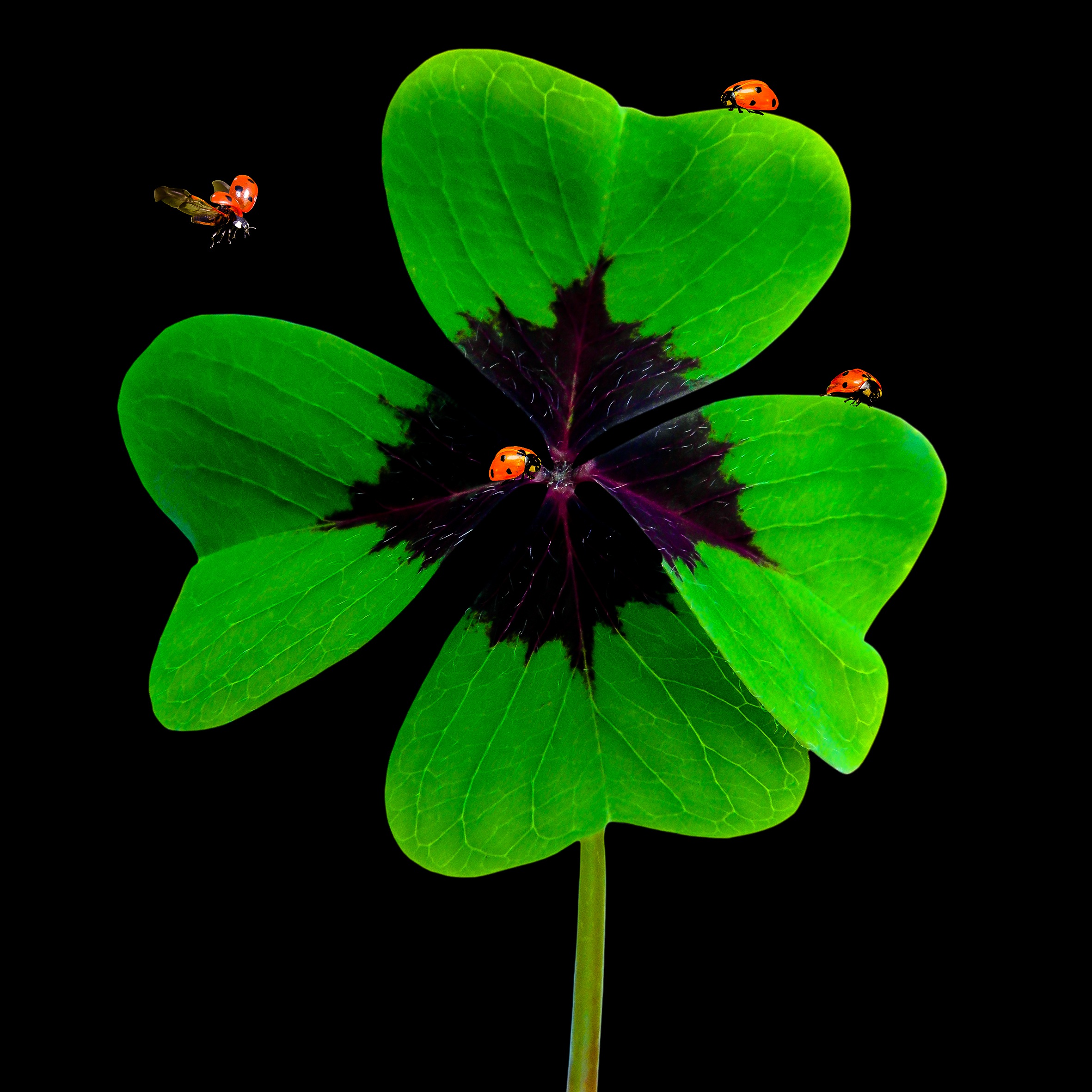 Nature Luck Symbol Four Leaf free image download