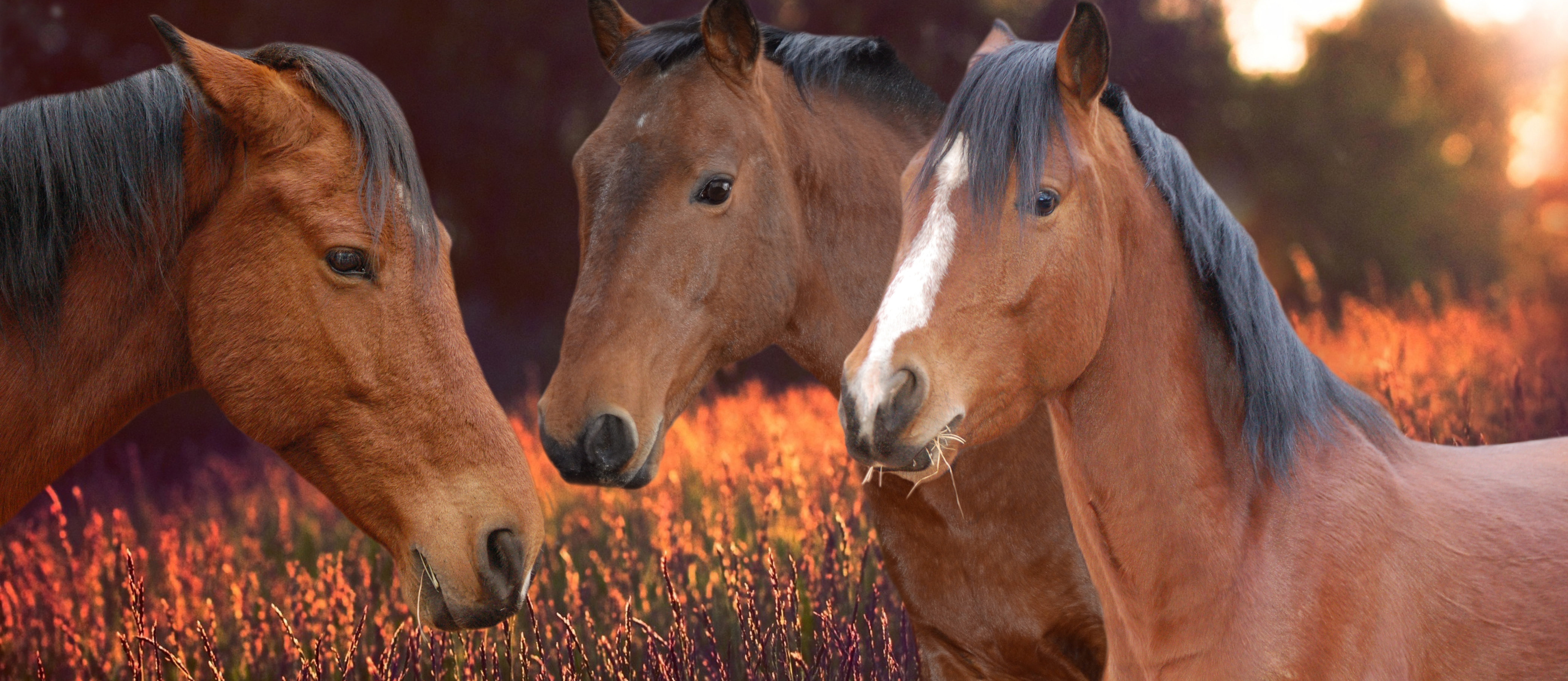 Animal Cavalry Nature free image download
