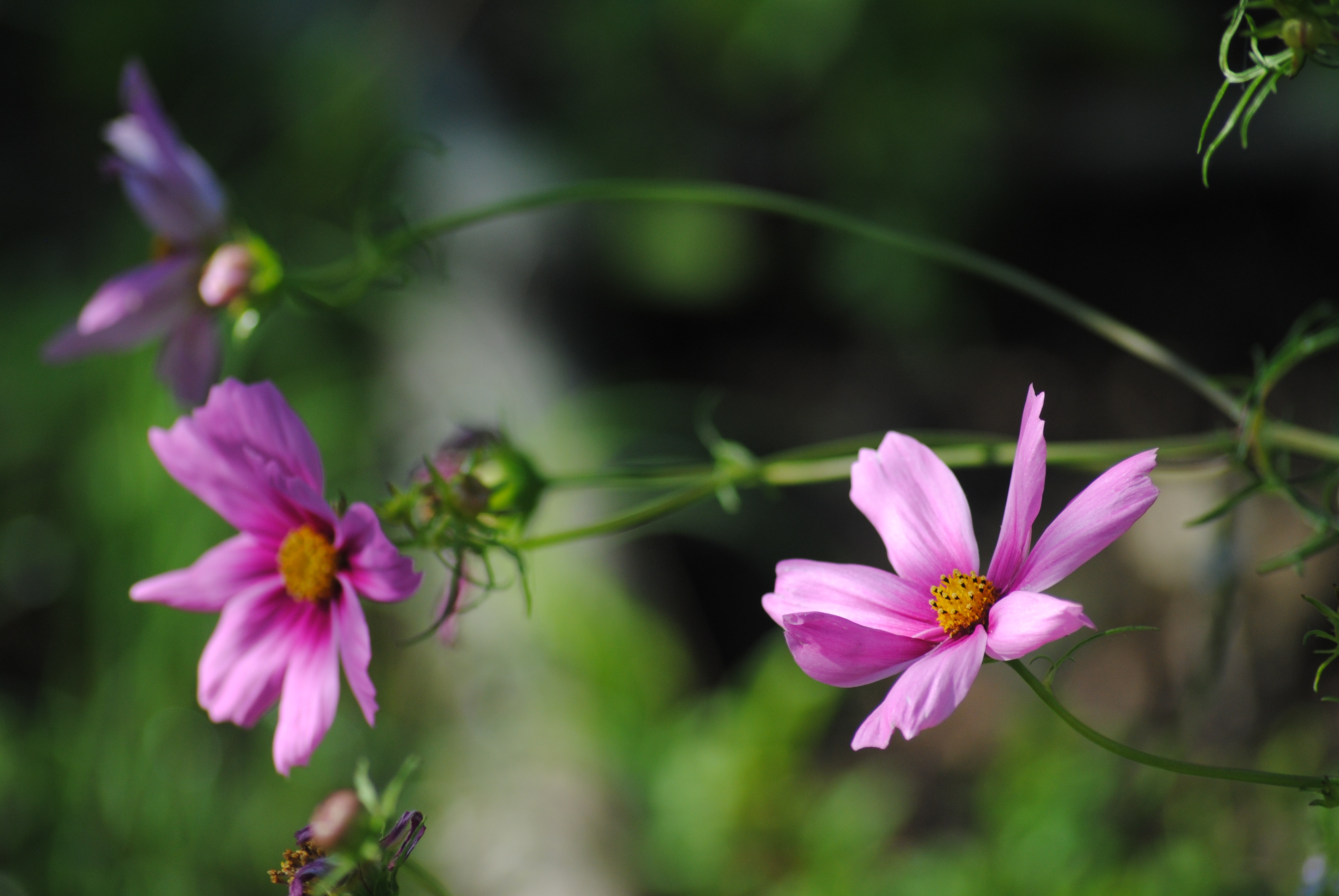 Nature Flower free image download