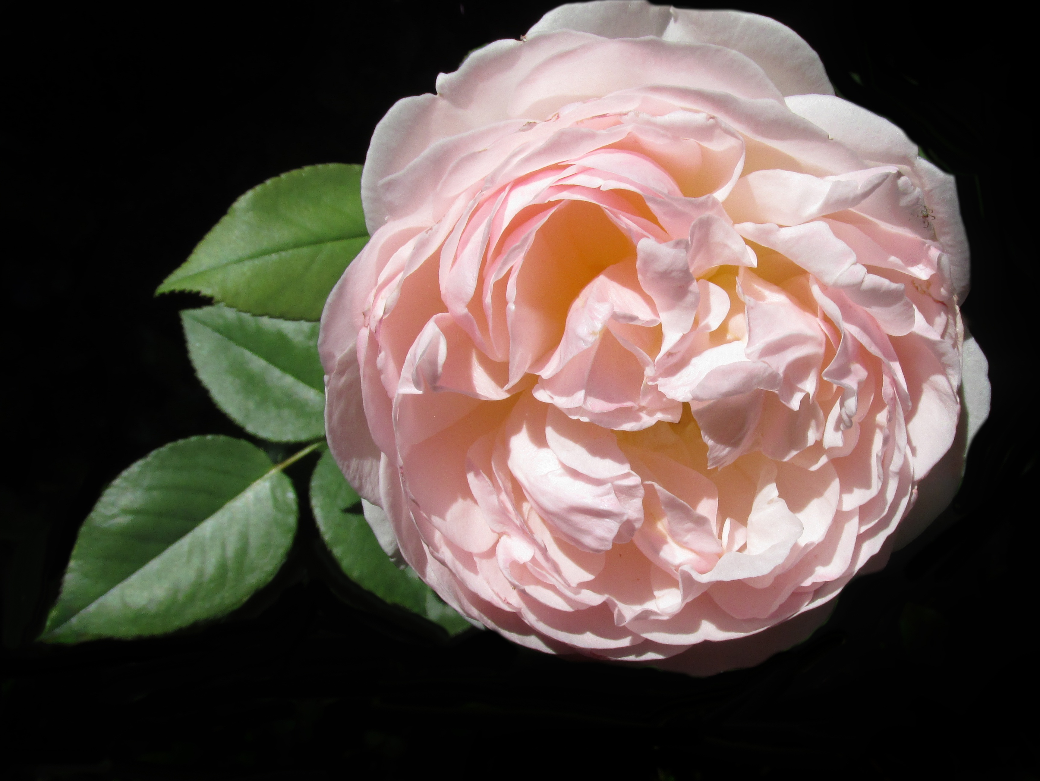 Flower Rose Leaf free image download