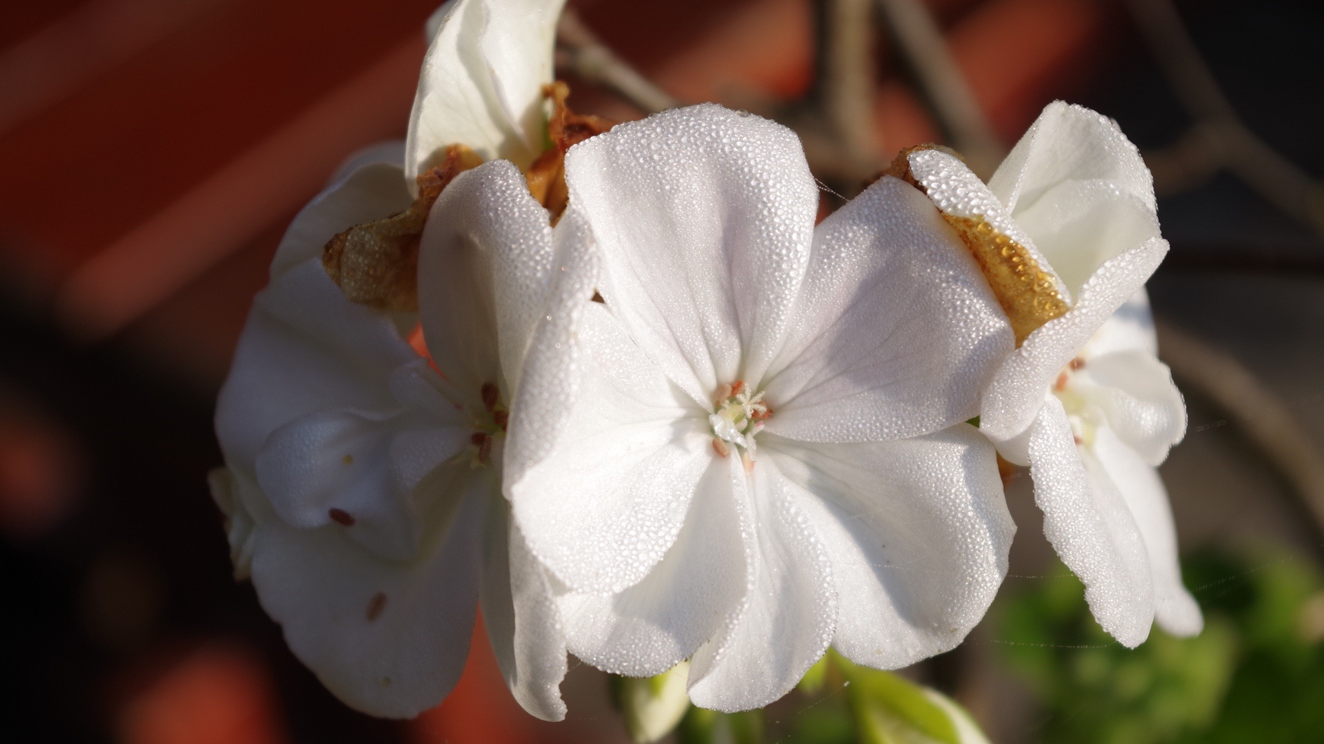 Flower Nature Flora free image download
